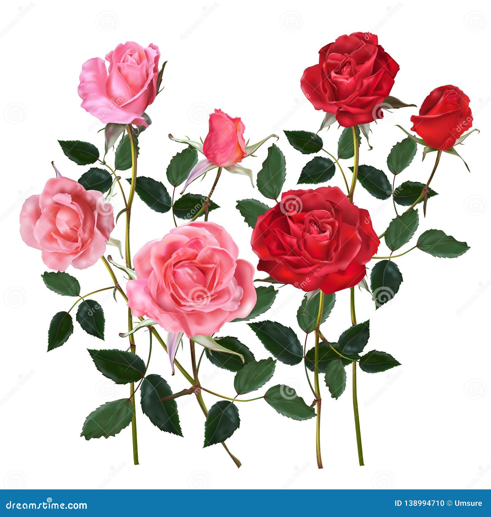 Pink Rose and Red Rose Vector Illustration Stock Vector - Illustration ...