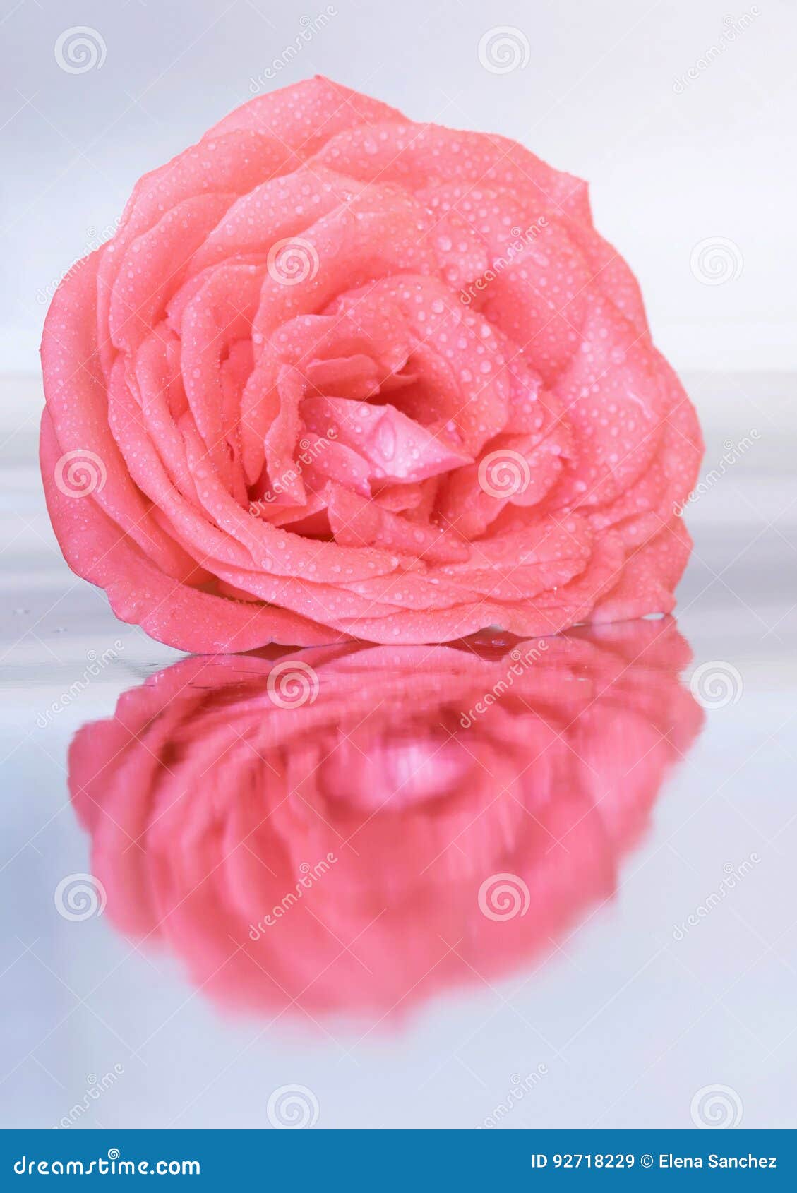 Pink rose reflected stock image. Image of drops, nature - 92718229