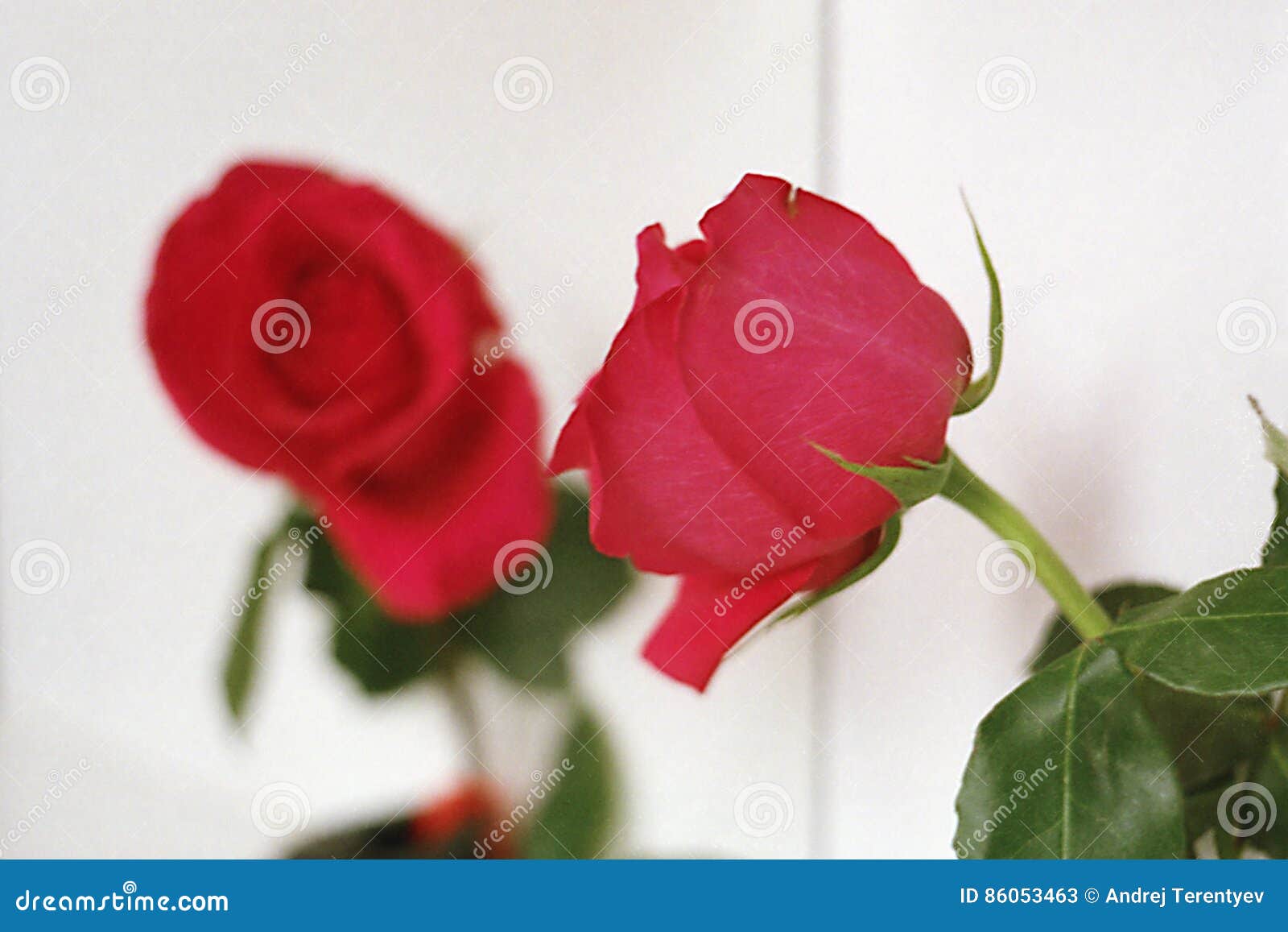 Pink Rose with Reflection on a Light Background. Stock Image - Image of ...