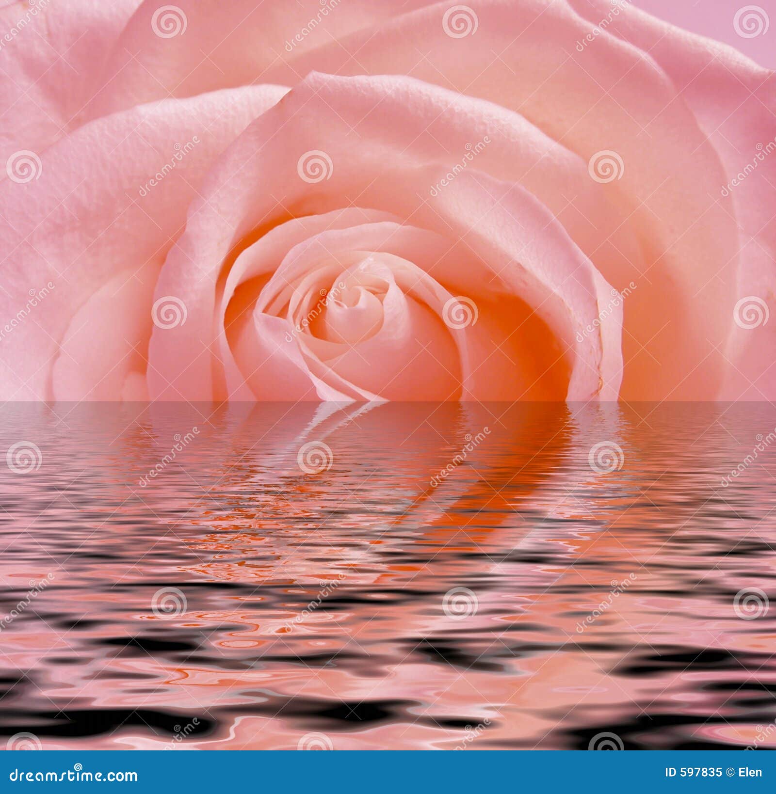 Pink Flower Reflection Wallpaper