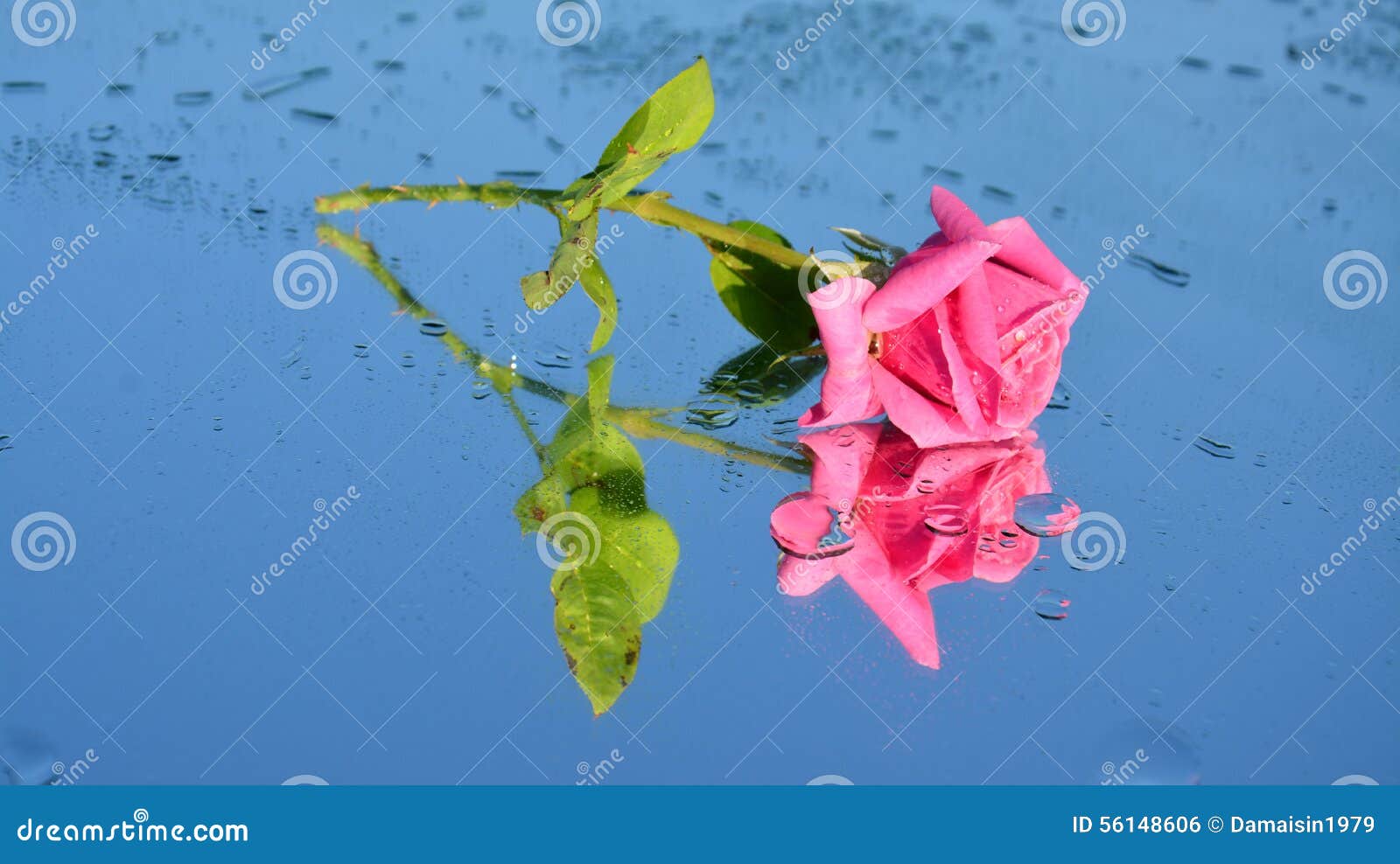 Pink Rose Reflections and Dew Drops Stock Photo - Image of celebration ...