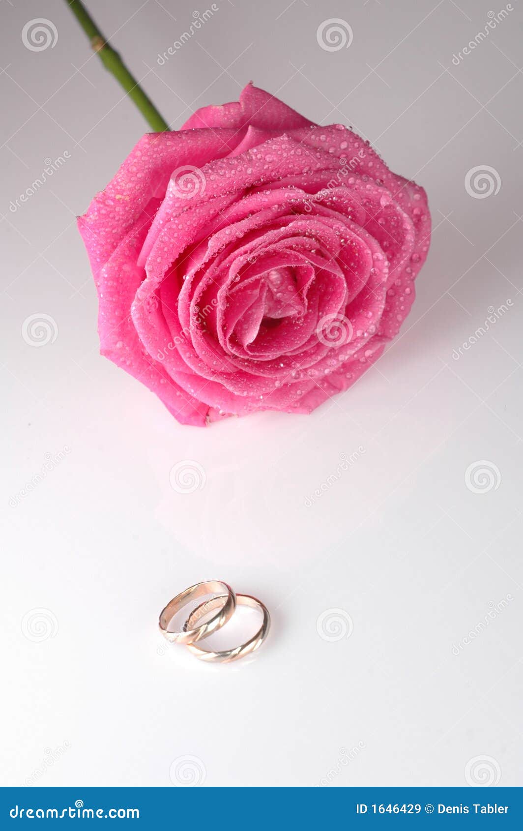 Pink rose with rings stock image. Image of ceremony, passion - 1646429