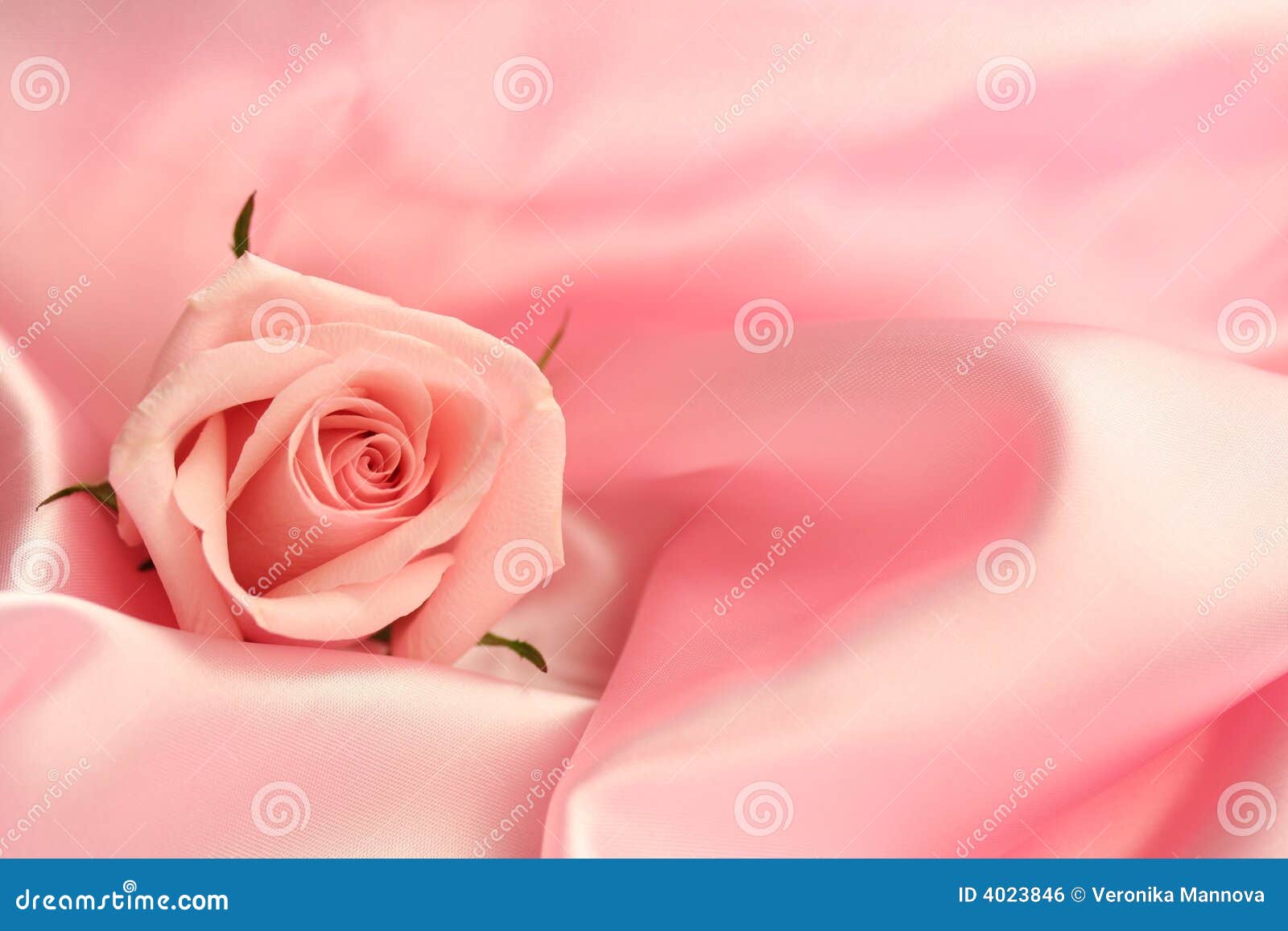 Pink Rose Satin stock photo. Image of close, blossom, deco - 4023846