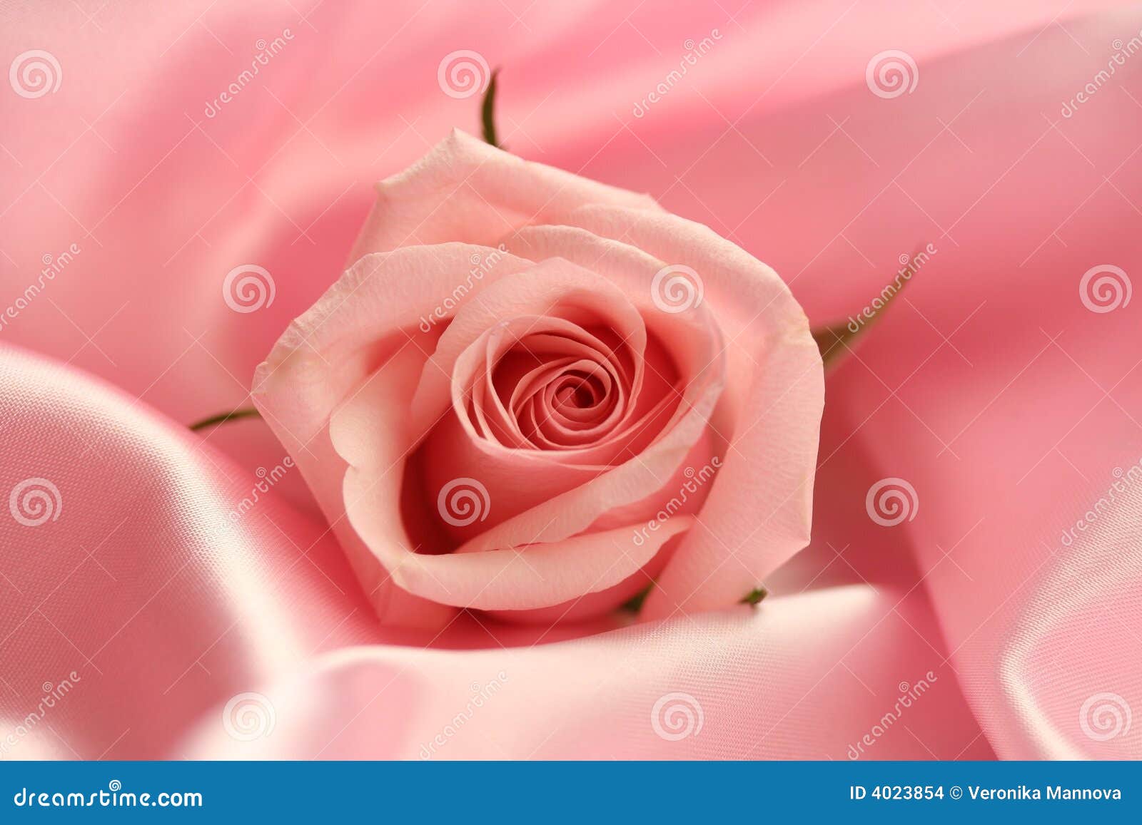 Pink Rose on Satin stock photo. Image of innocence, gentle - 4023854