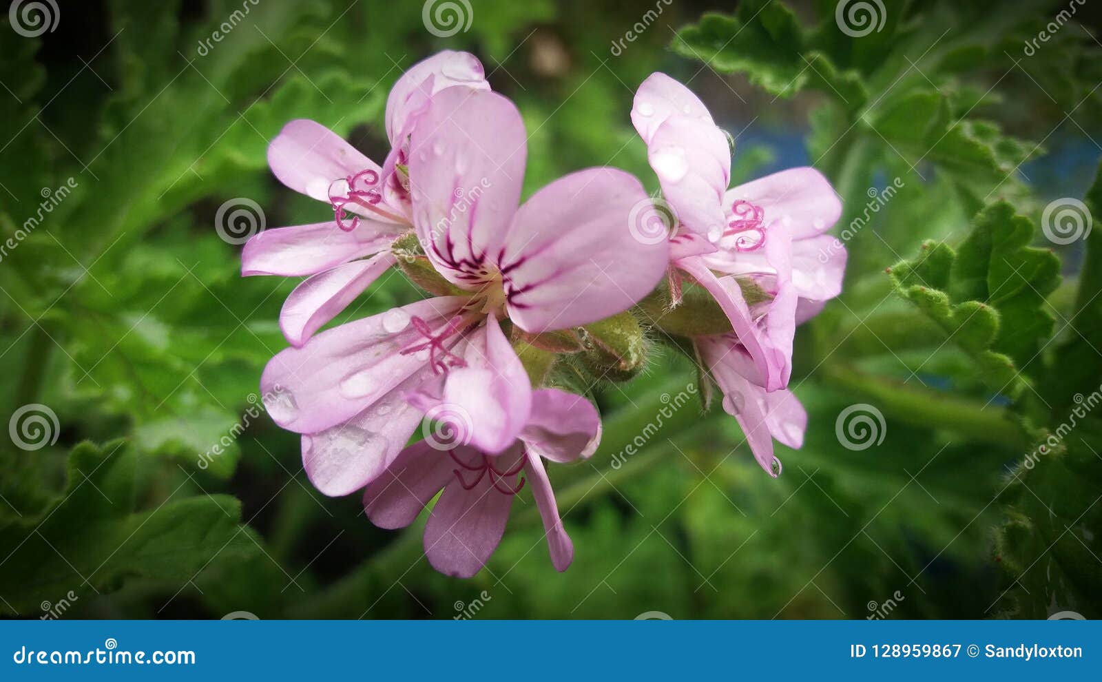 Pink Rose Scented Geranium Flowers. Stock Image - Image of raindrops ...