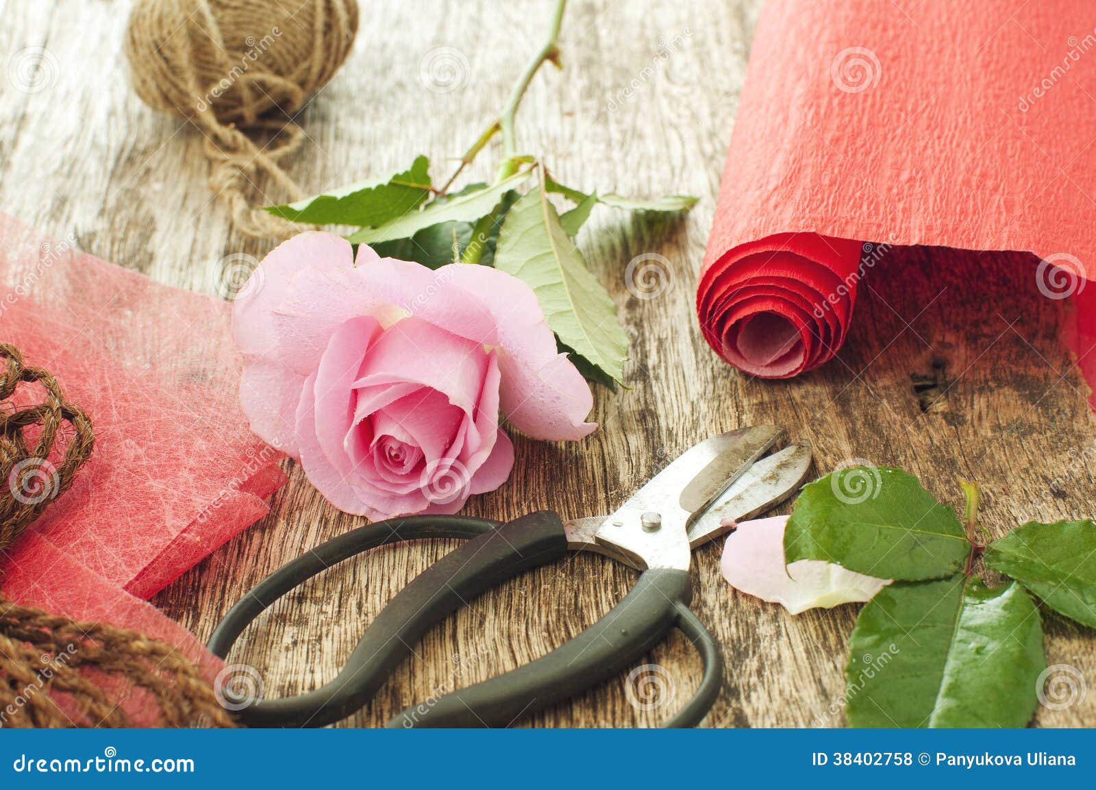 Pink rose and scissors stock photo. Image of heart, garden - 38402758