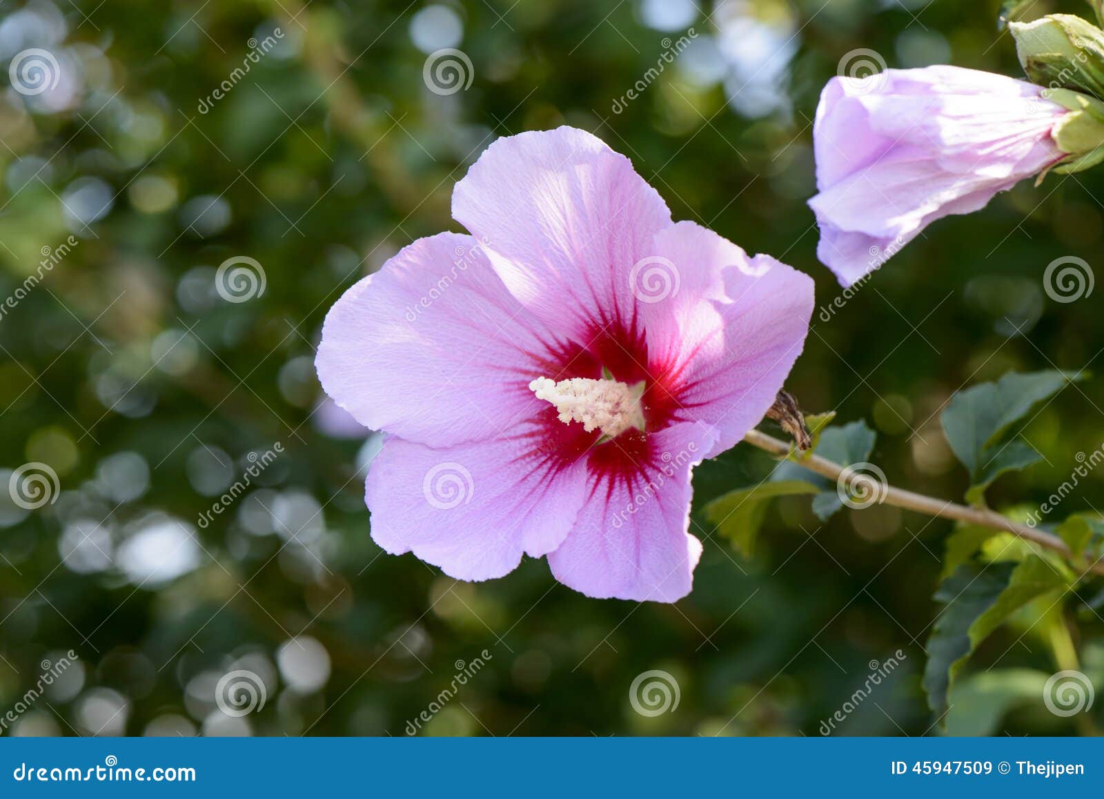 Pink rose of sharon stock image. Image of korean, natural - 45947509