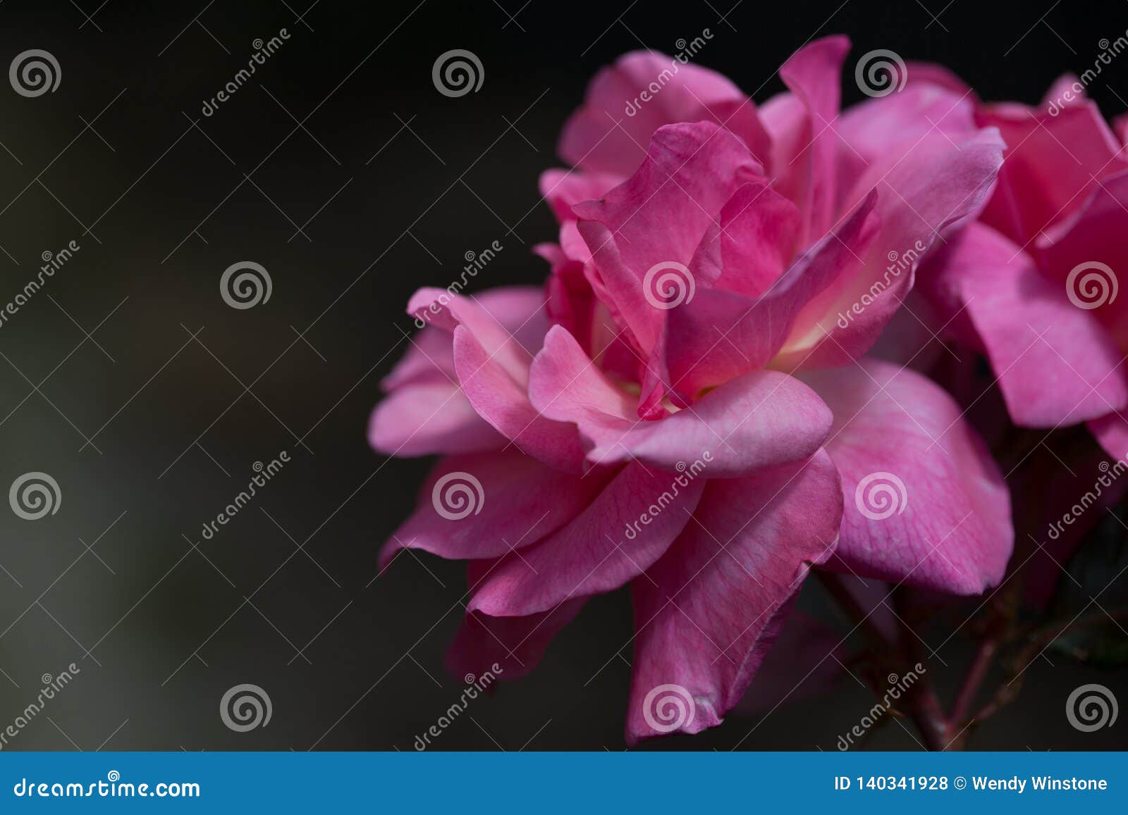 Pink Rose with Side Background Stock Photo - Image of beauty, pink ...