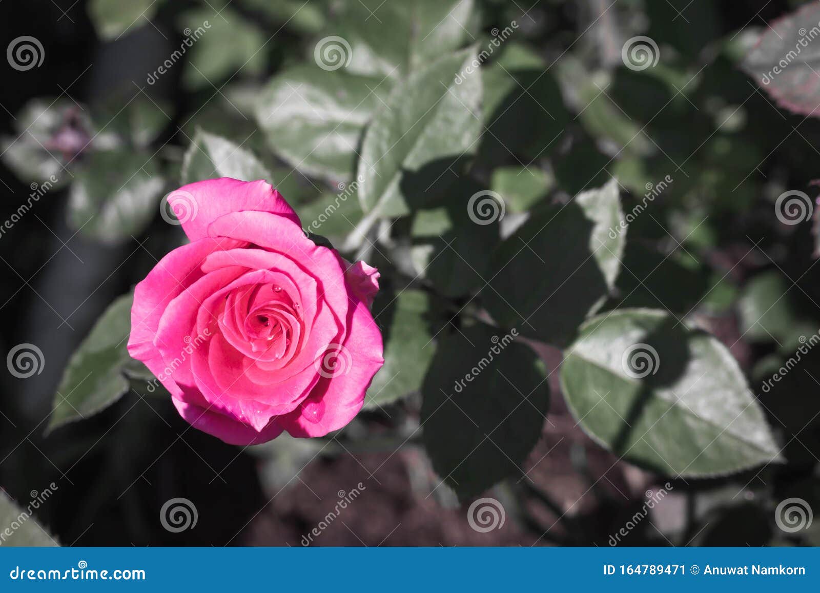 Pink Rose - Single Pink Rose Growing with Greenery in the Background ...