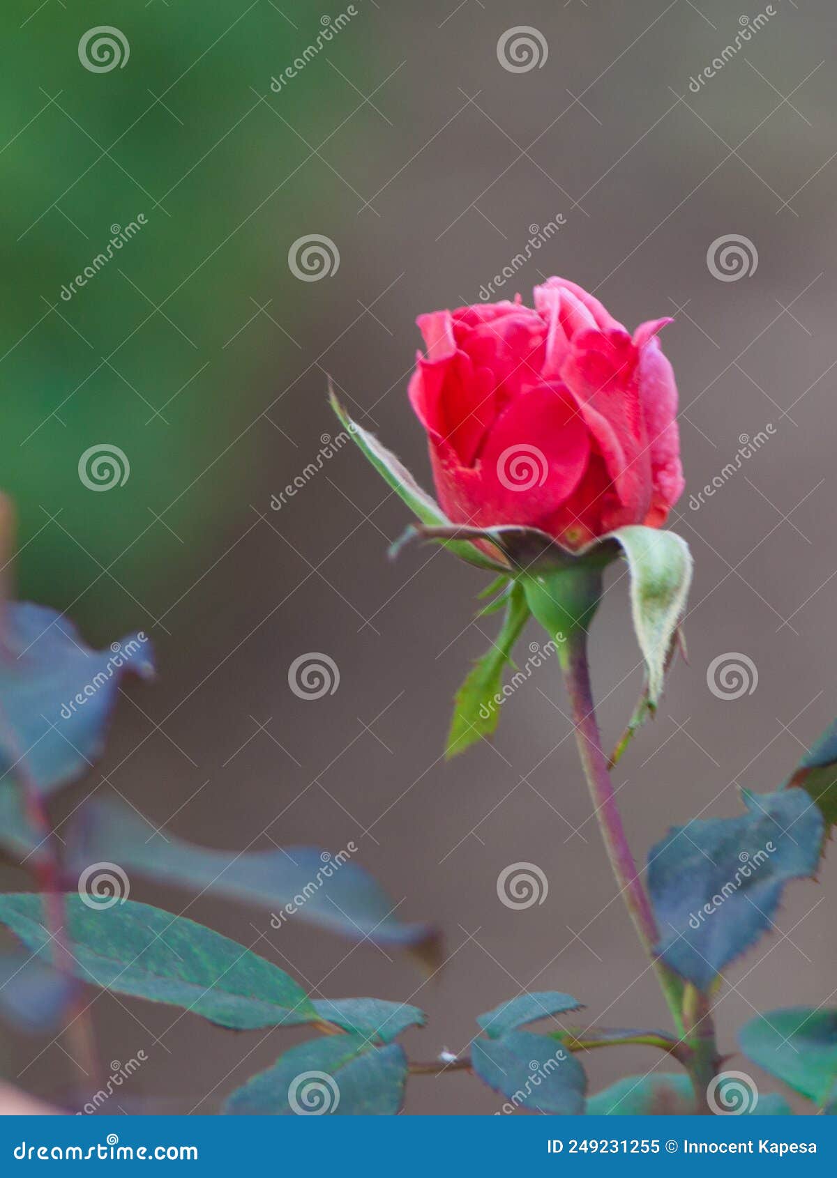 Rose Not Fully Bloomed Stock Photos - Free & Royalty-Free Stock Photos ...