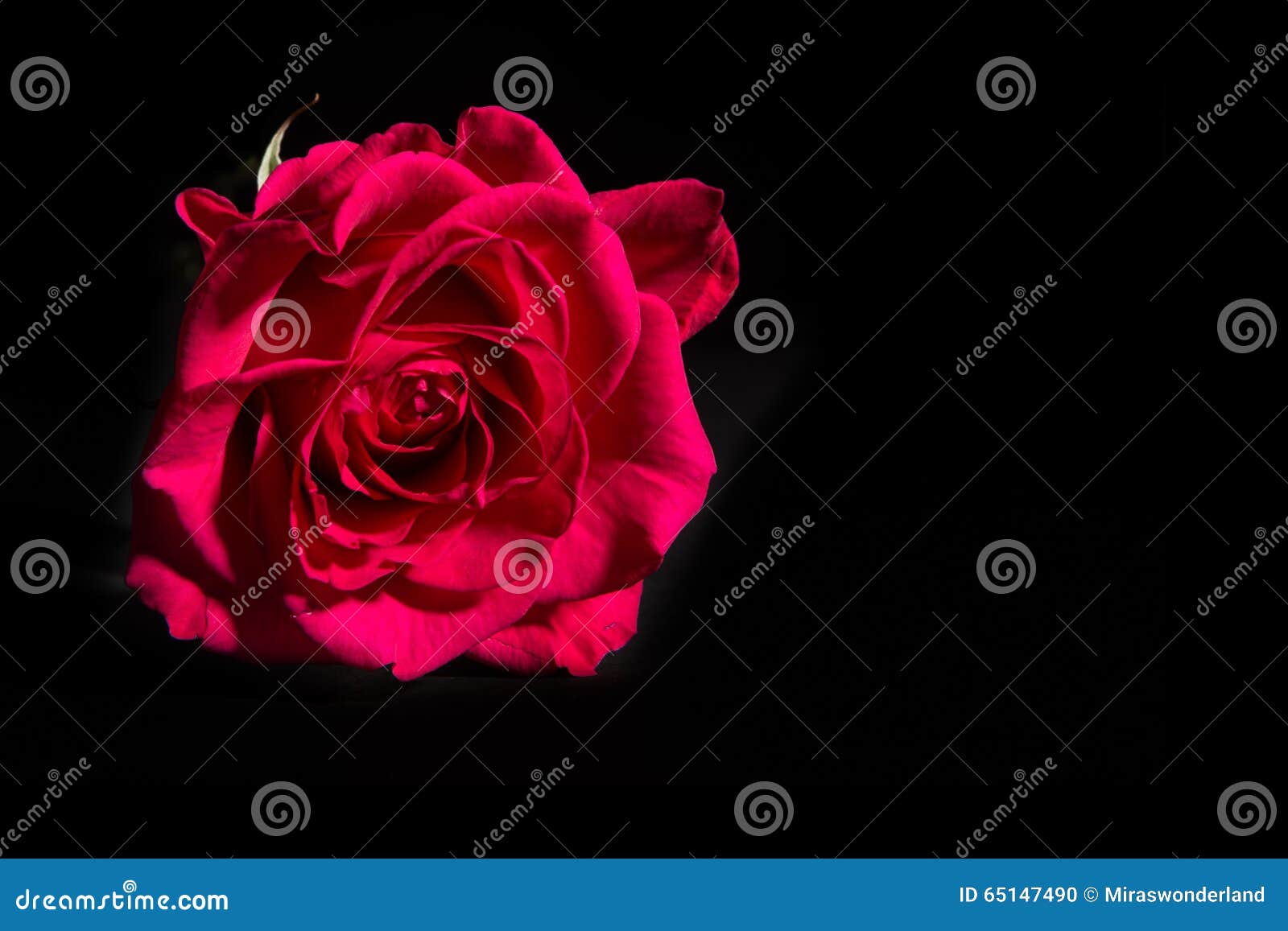 Pink rose stock photo. Image of card, flower, nature - 65147490