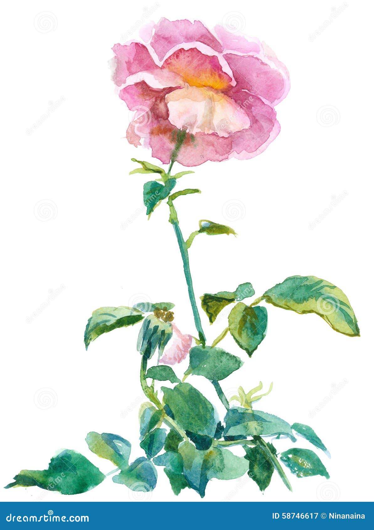 Pink rose stock illustration. Illustration of soft, painting - 58746617