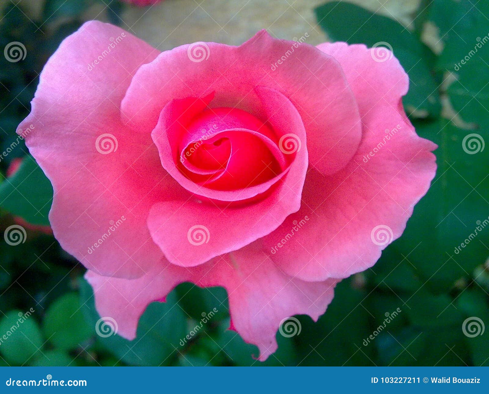 Pink Rose stock image. Image of pink, rose, roses, flower - 103227211