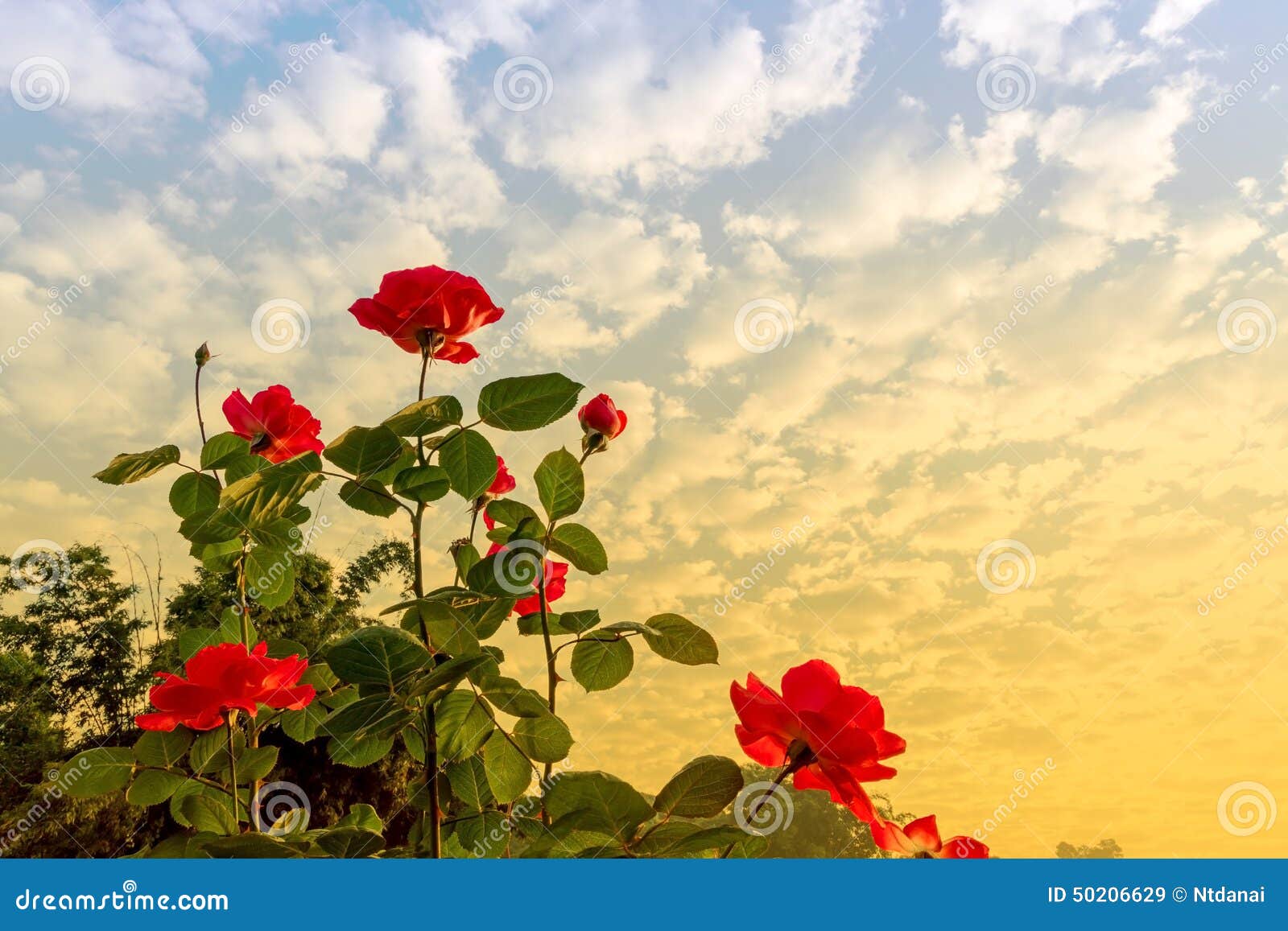 Pink rose on sky stock image. Image of houseplant, garden - 50206629