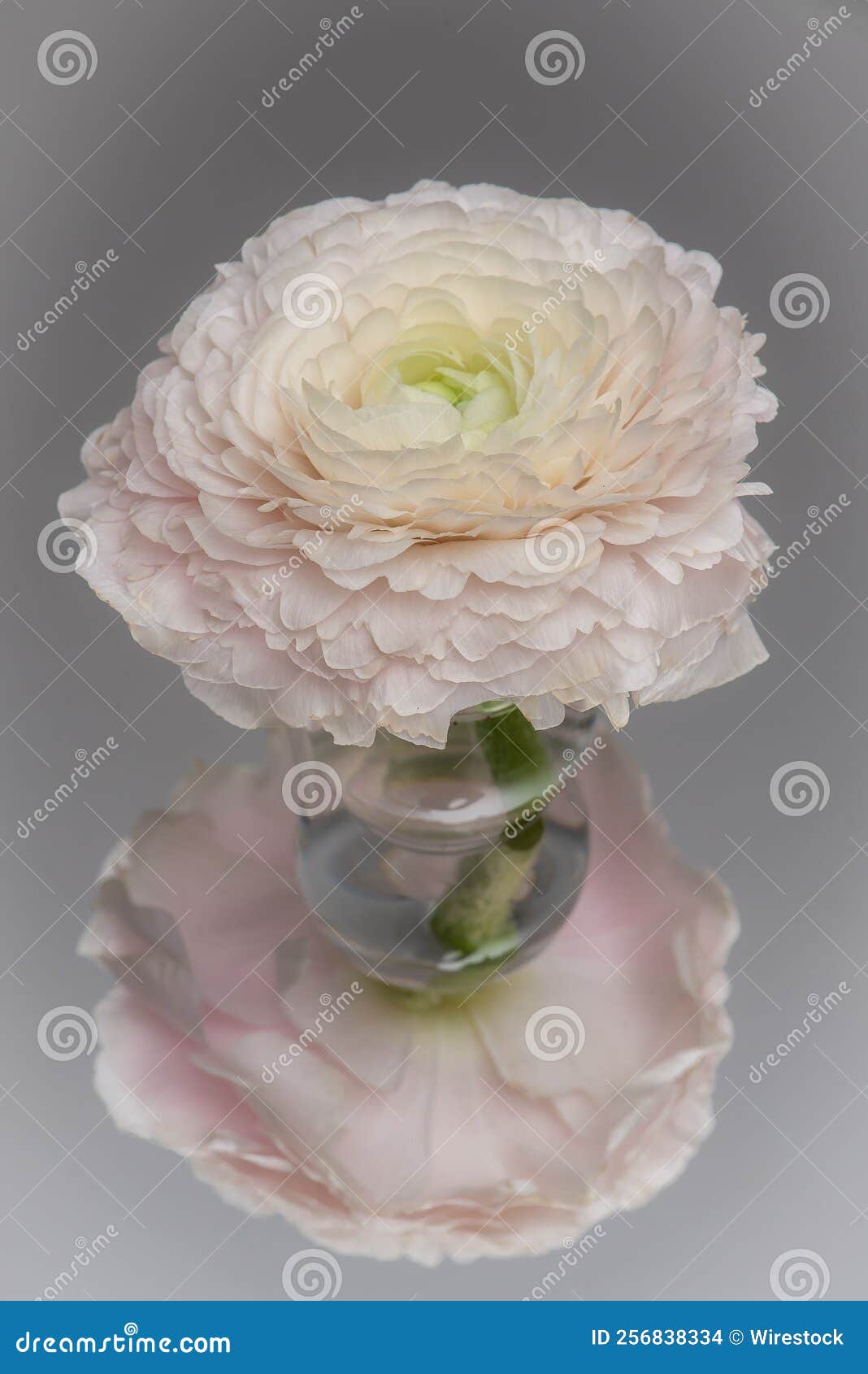 Pink Rose in a Small Glass Vase Stock Photo - Image of mirror, birthday ...