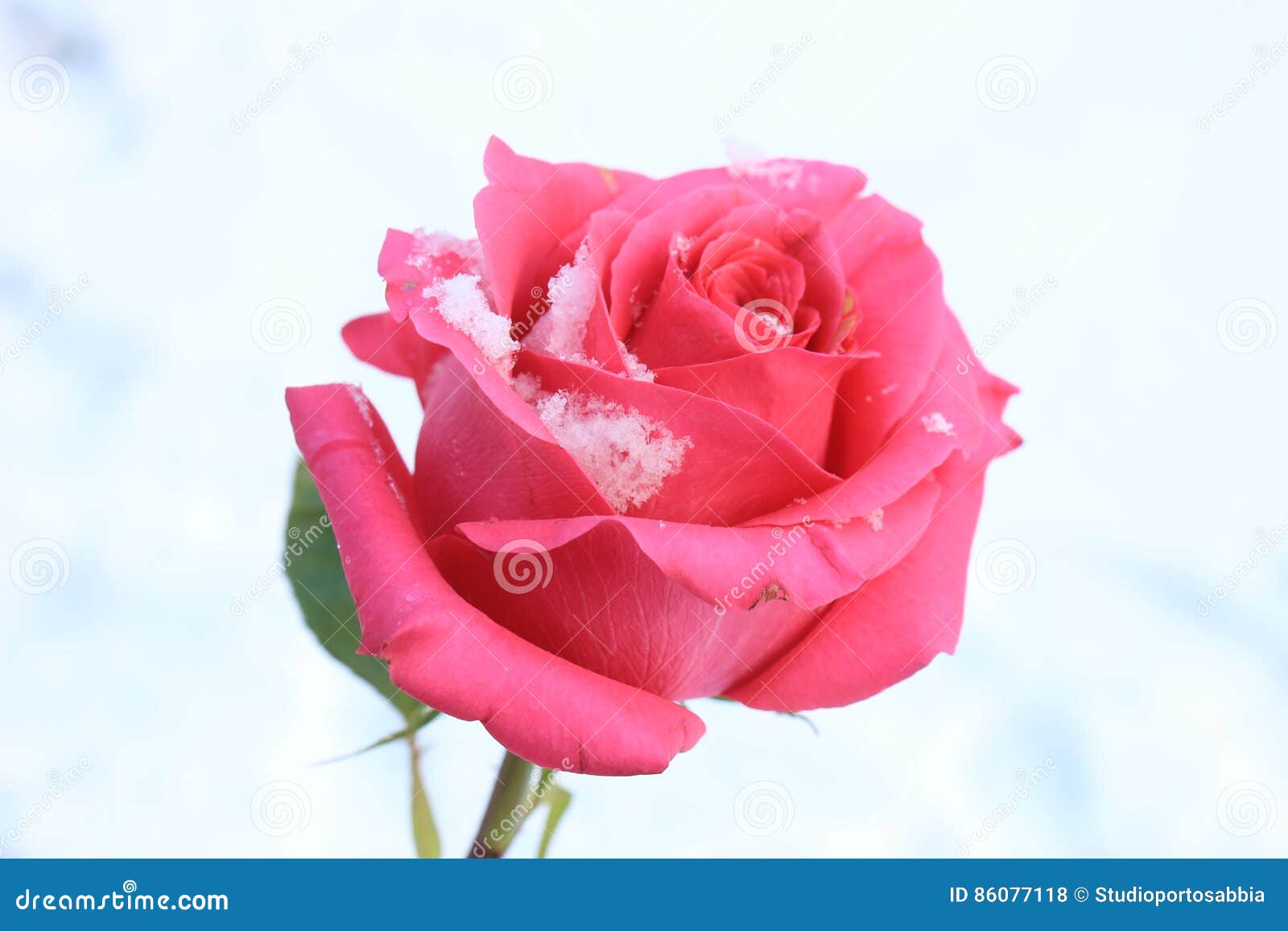 Pink rose in the snow stock photo. Image of flora, rose - 86077118