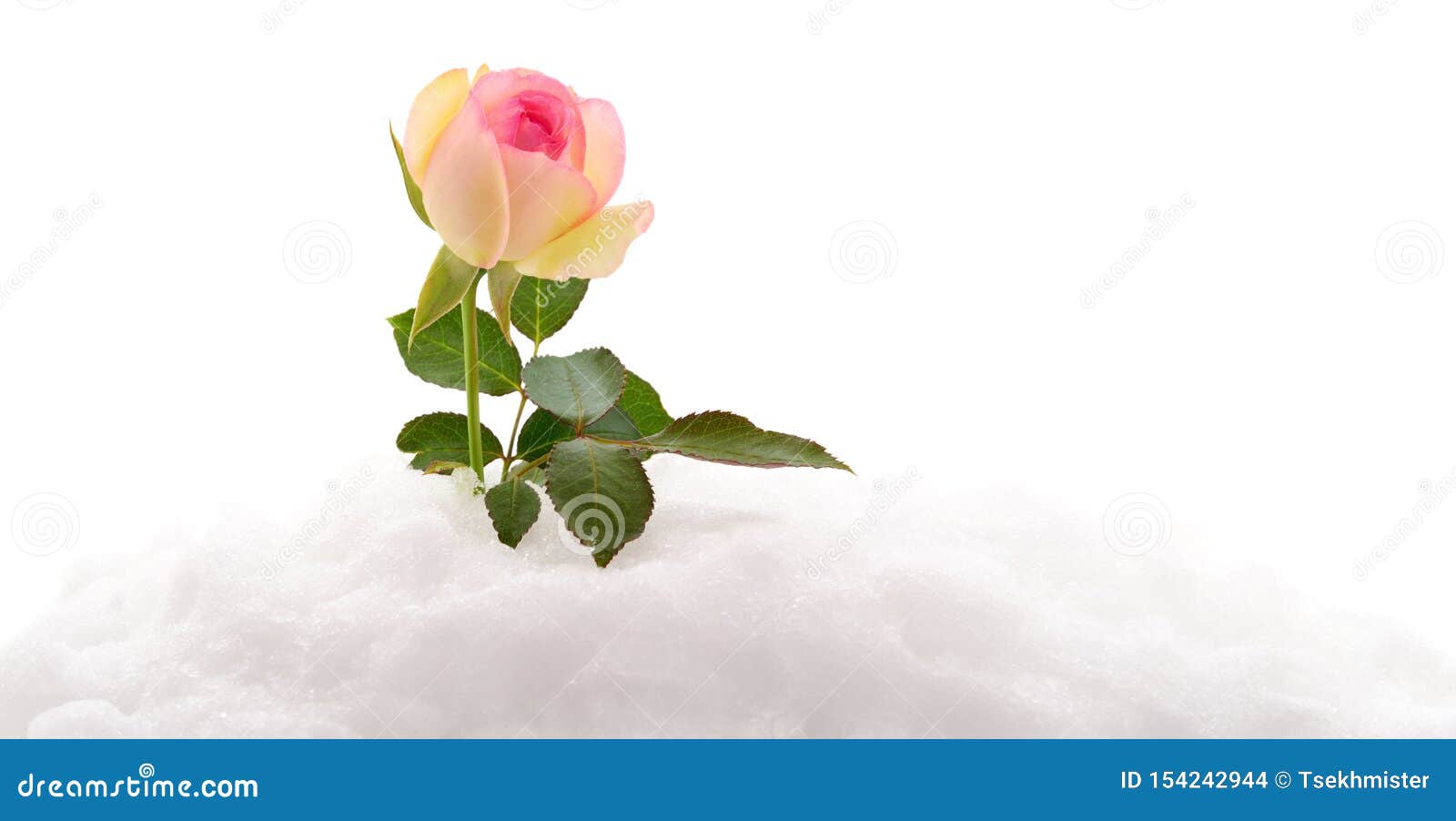 Pink rose on snow stock photo. Image of pink, love, rose - 154242944