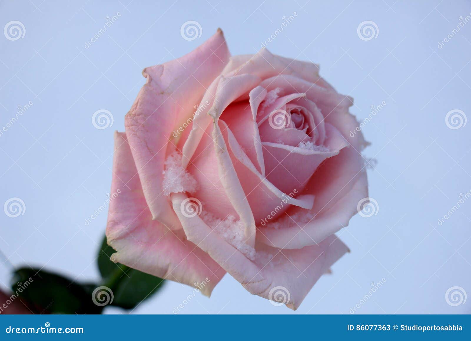 Pink rose in the snow stock image. Image of petals, snowflake - 86077363