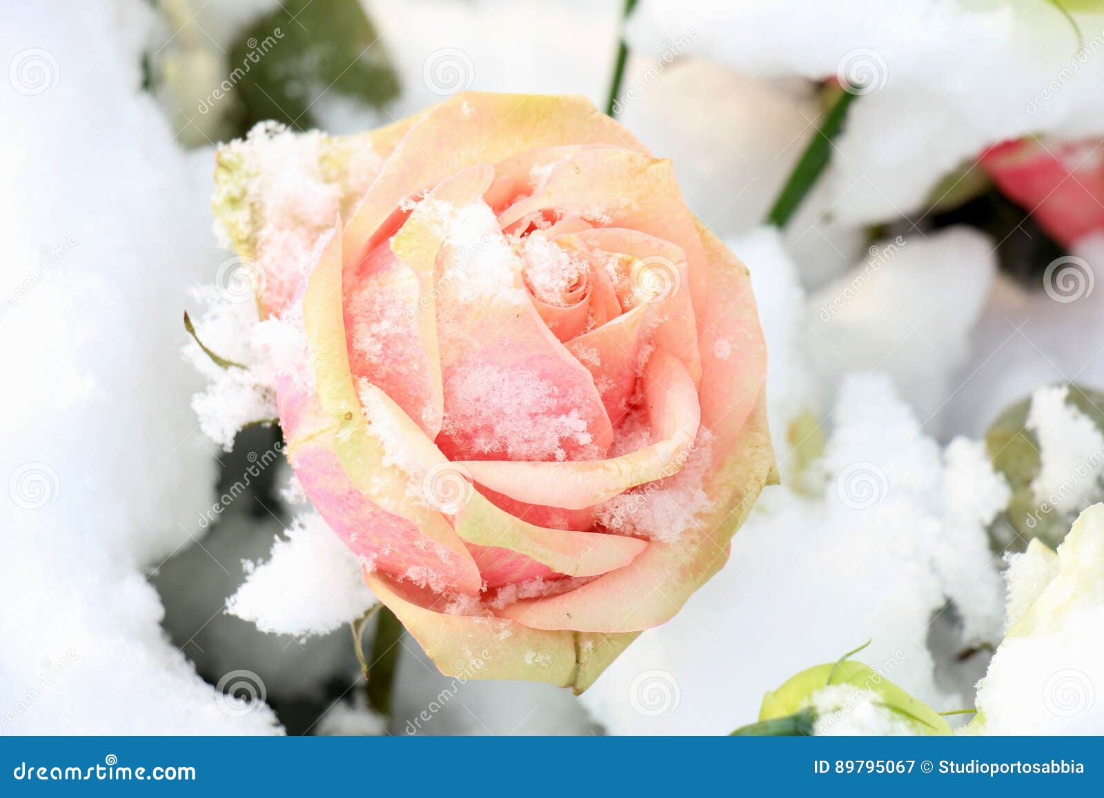 Pink rose in the snow stock image. Image of white, concept - 89795067