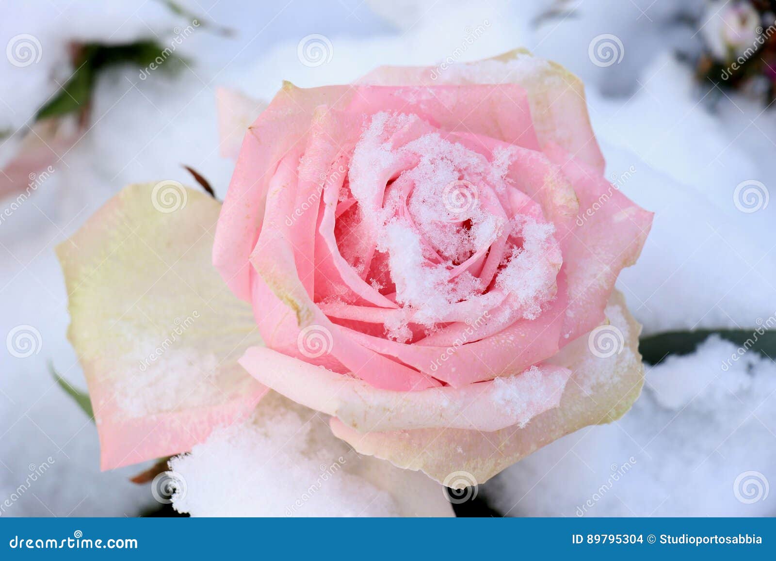 Pink rose in the snow stock photo. Image of frost, flower - 89795304