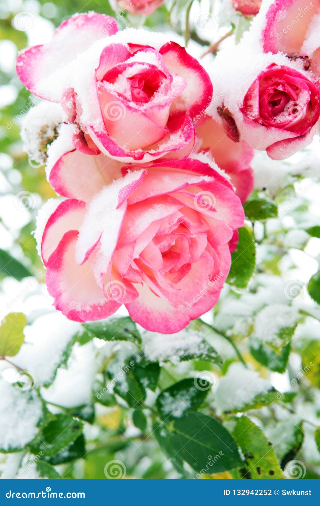 Pink Rose in the Snow. Pink Rose in the Snowfall. Stock Photo - Image ...