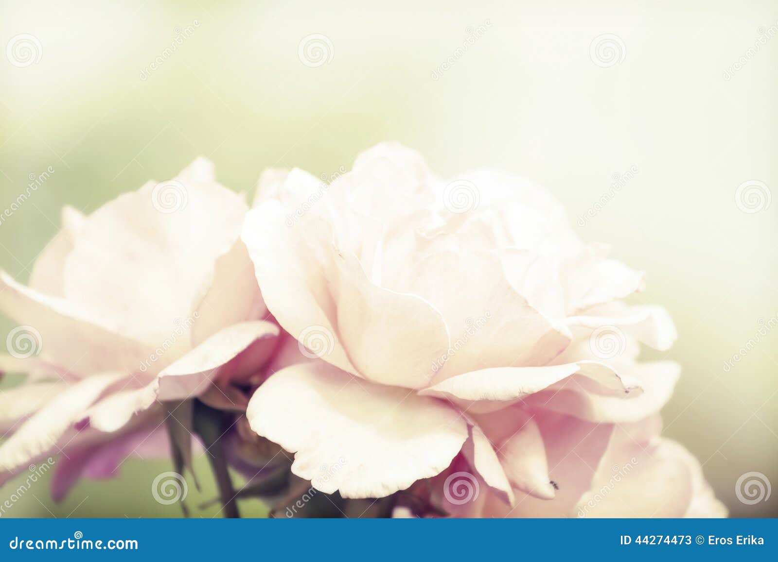 Pink rose with soft focus stock image. Image of isolated - 44274473