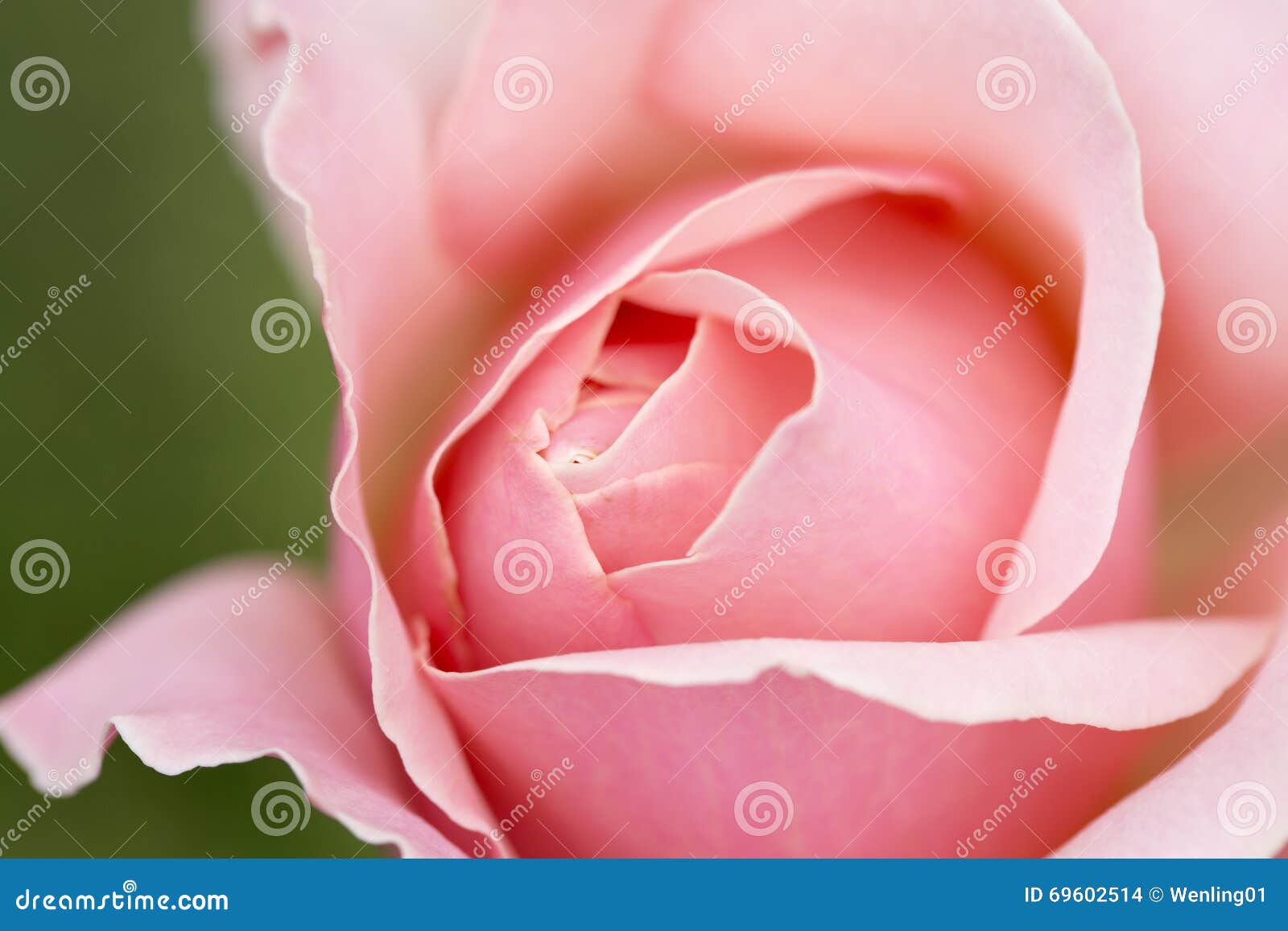Pink rose in spring garden stock photo. Image of natural - 69602514