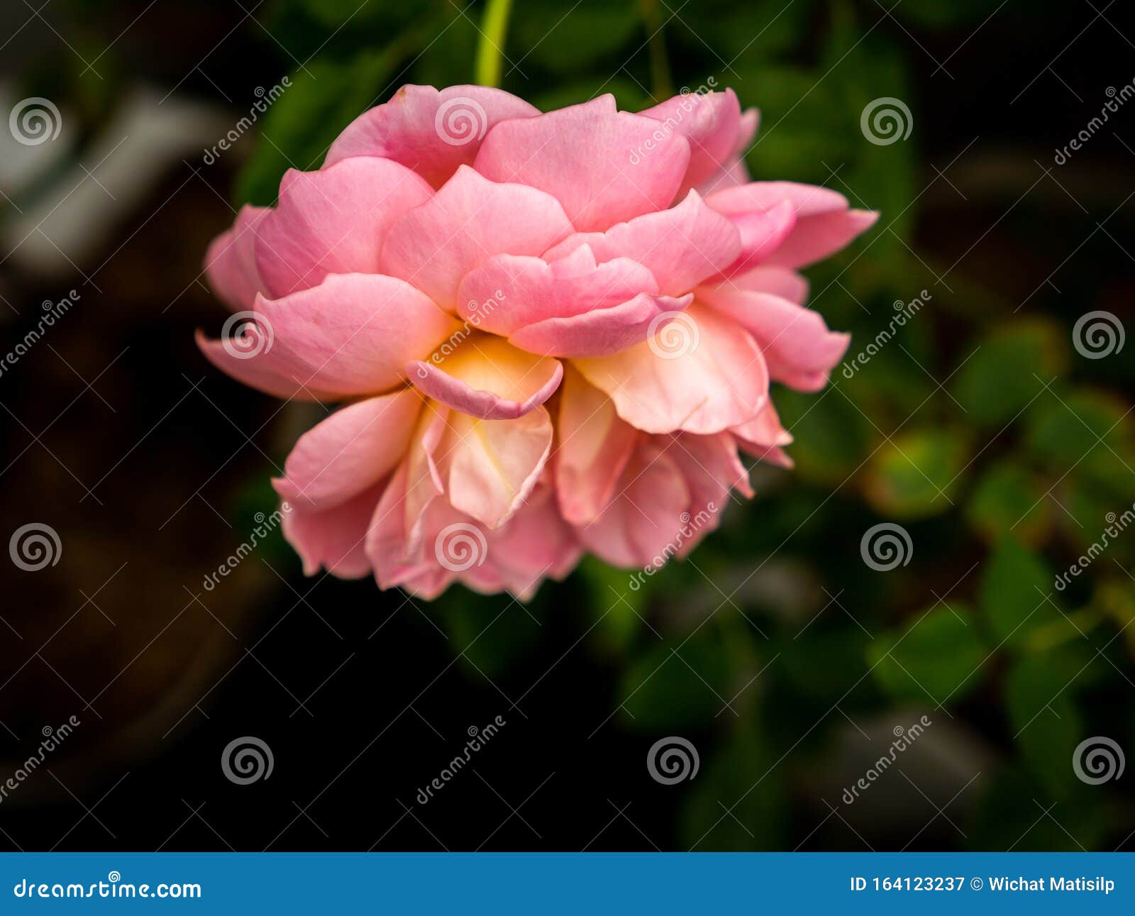 Pink Rose Stacked in the Side View Stock Image - Image of life, macro ...