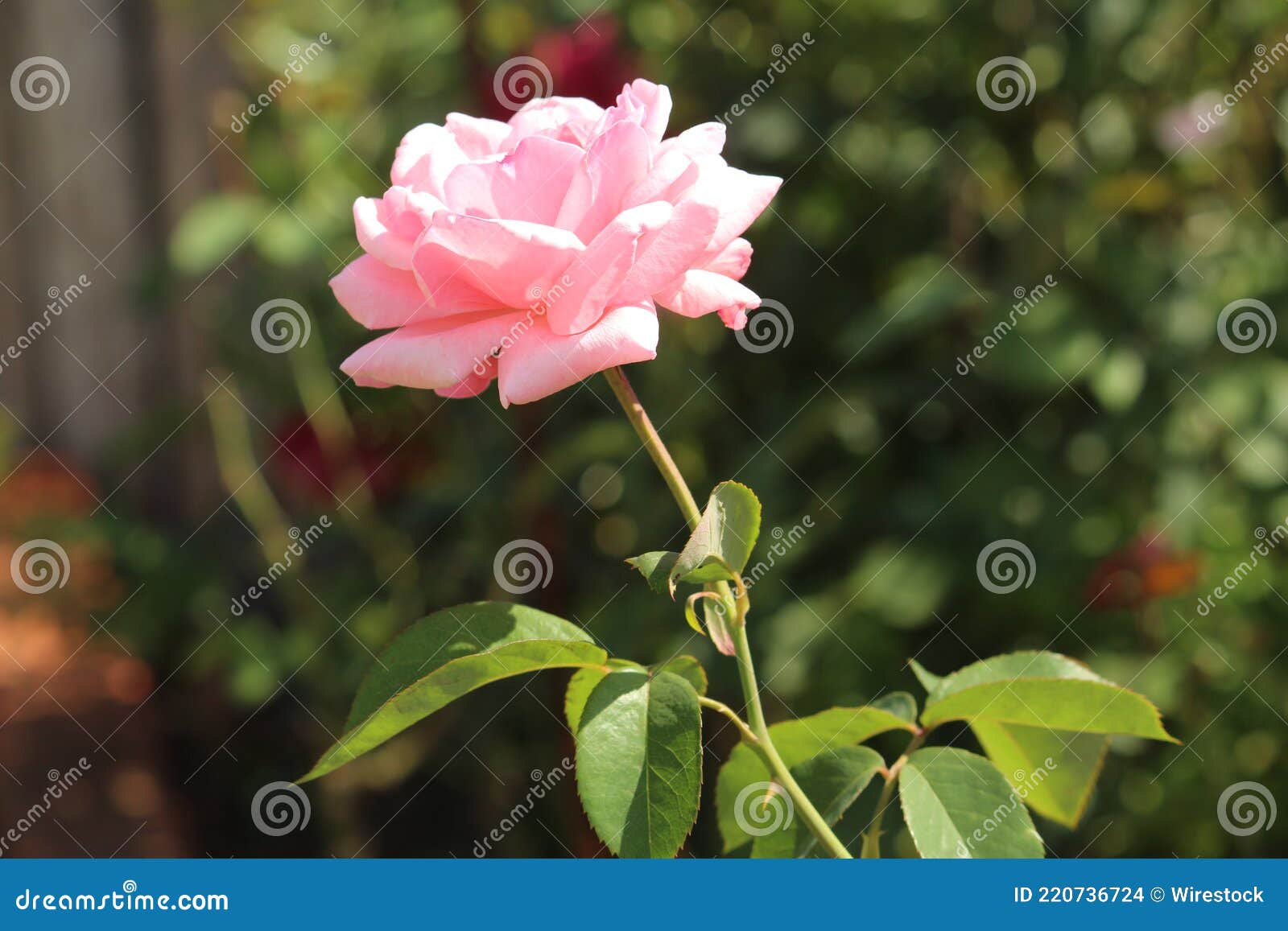 A pink rose on a stem stock photo. Image of blossom - 220736724