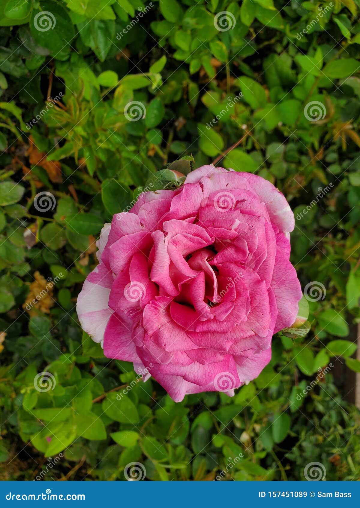 Pink Rose Stem Stock Photos - Download 25,102 Royalty Free Photos