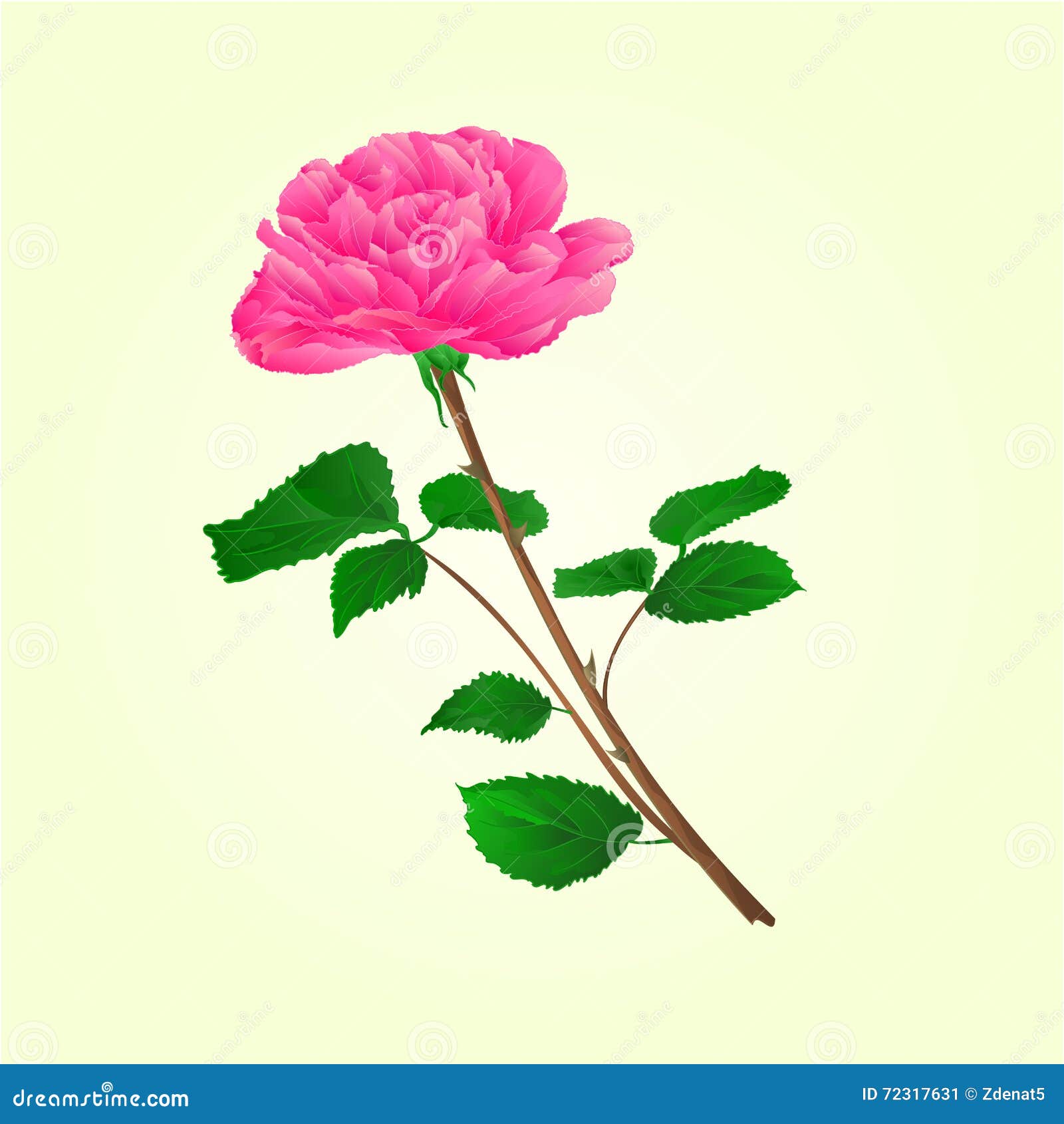 Pink rose stem vector stock vector. Illustration of rose - 72317631