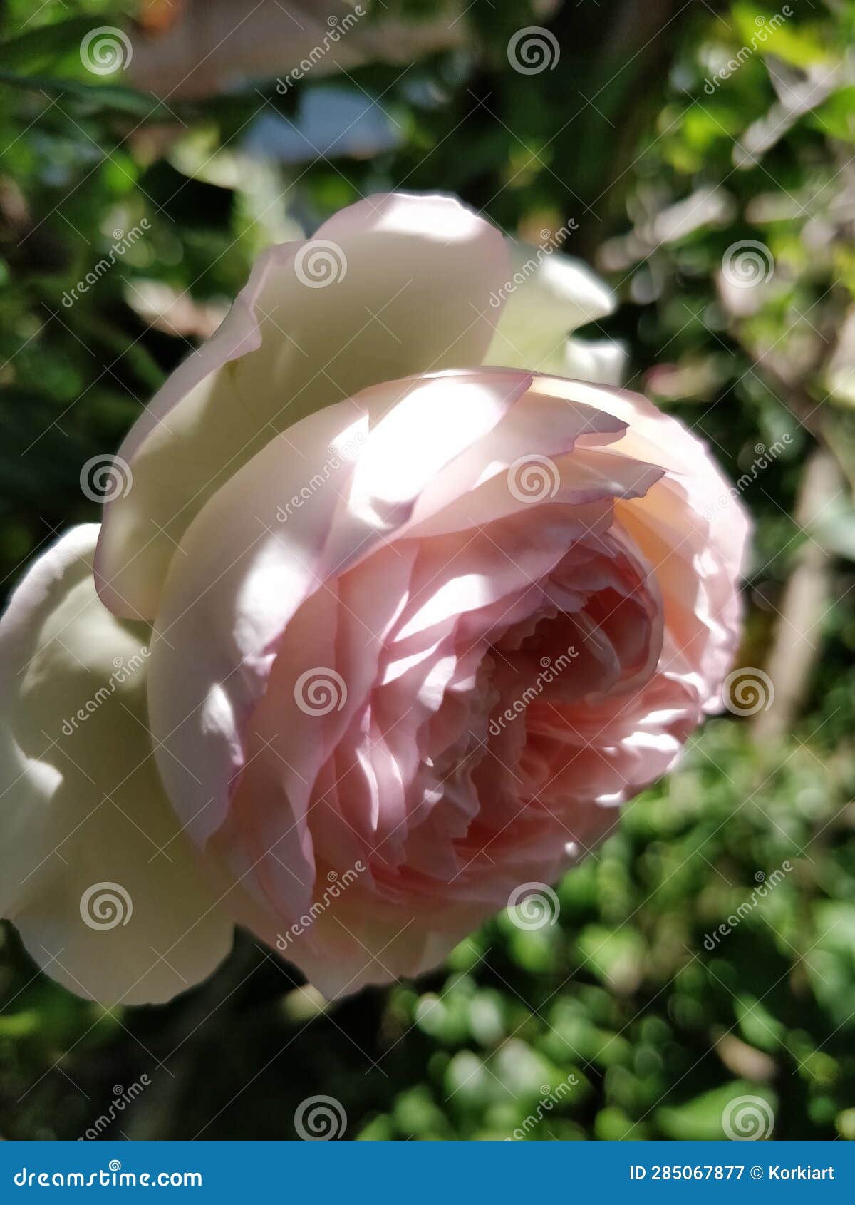 Pink rose with sun rays stock image. Image of shadows - 285067877