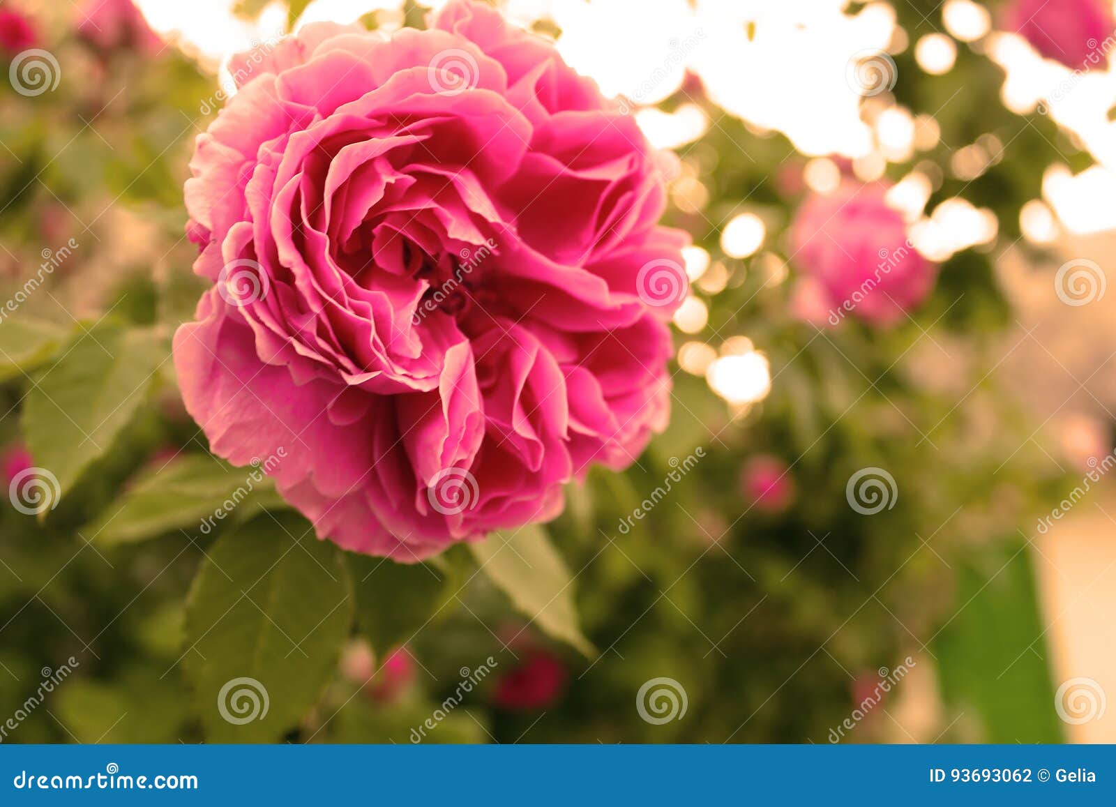 Pink rose in the sunlights stock photo. Image of floral - 93693062