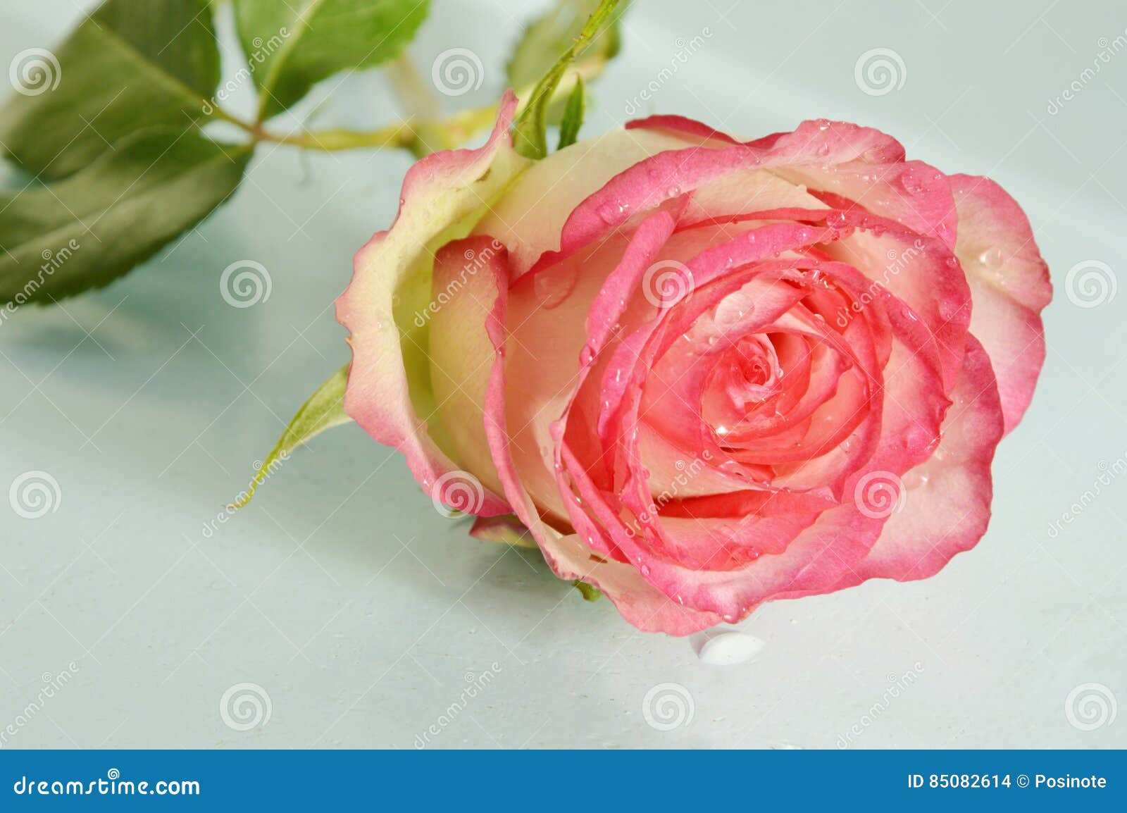 Pink rose on the table stock photo. Image of natural - 85082614