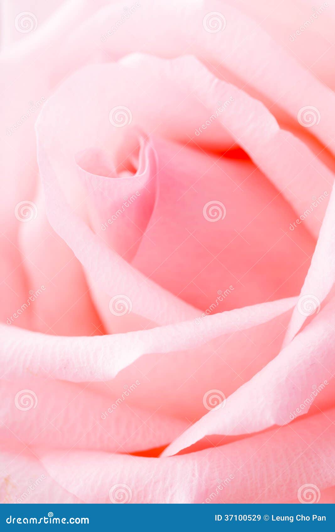 Pink Rose stock image. Image of centre, texture, central - 37100529
