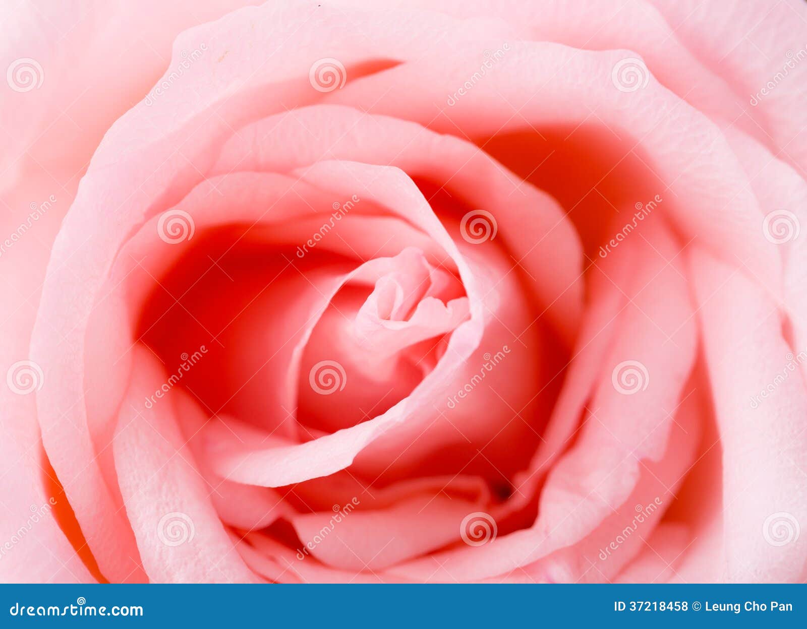 Pink Rose texture stock photo. Image of background, color - 37218458