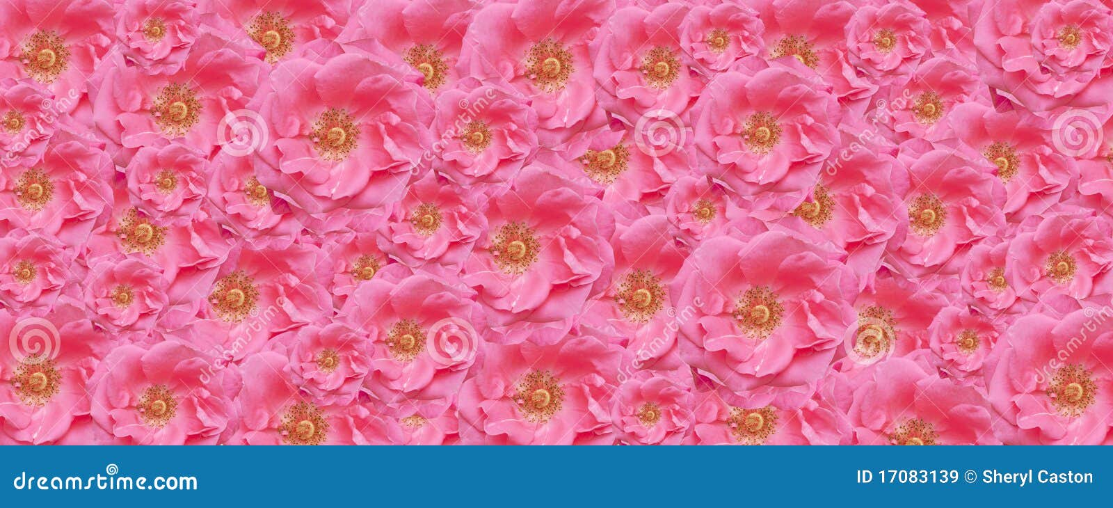 Pink Rose Texture Wallpaper Floral Backdrop Stock Image - Image of ...