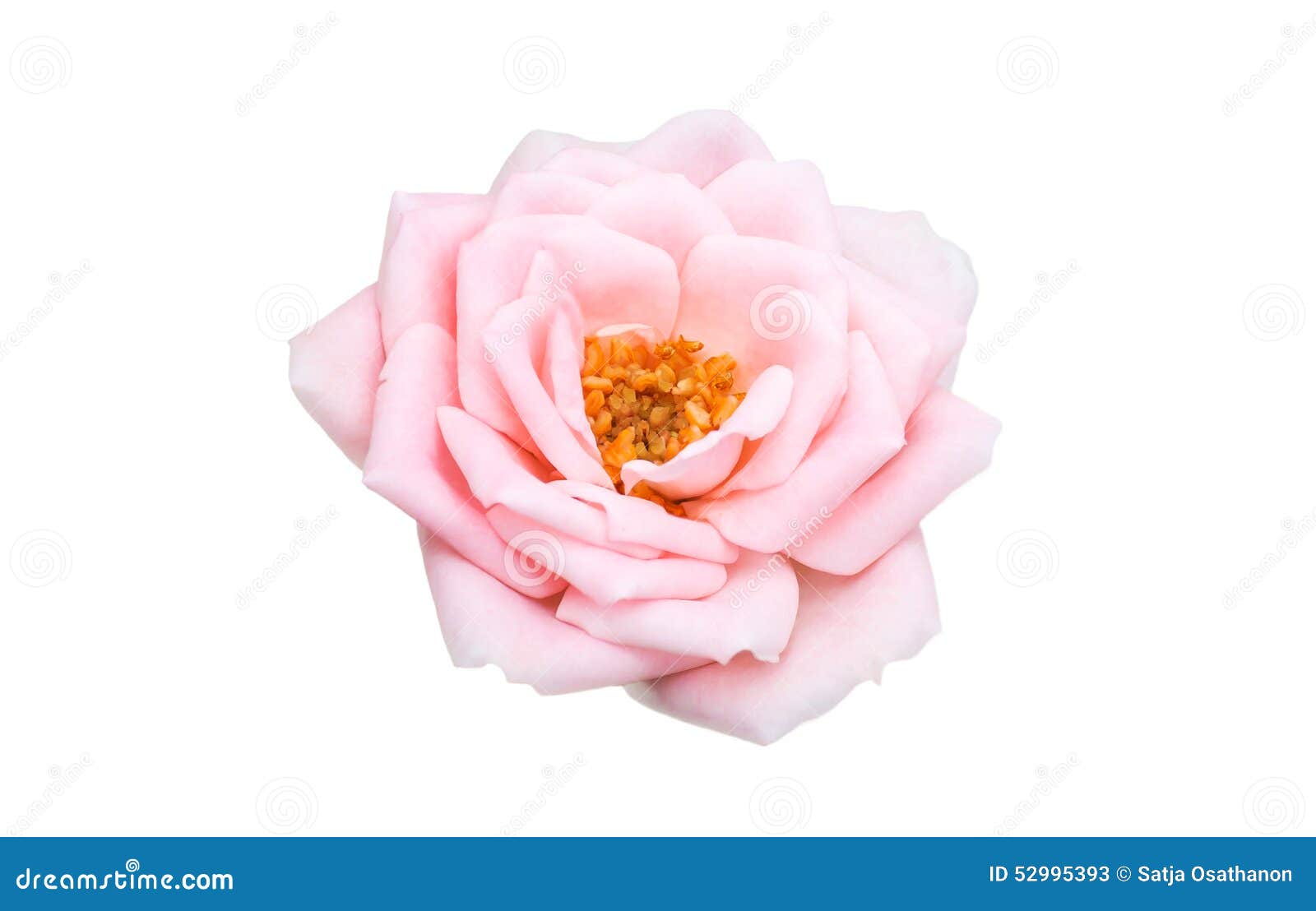 Pink Rose Top View Isolated Stock Image - Image of blossom, summer ...