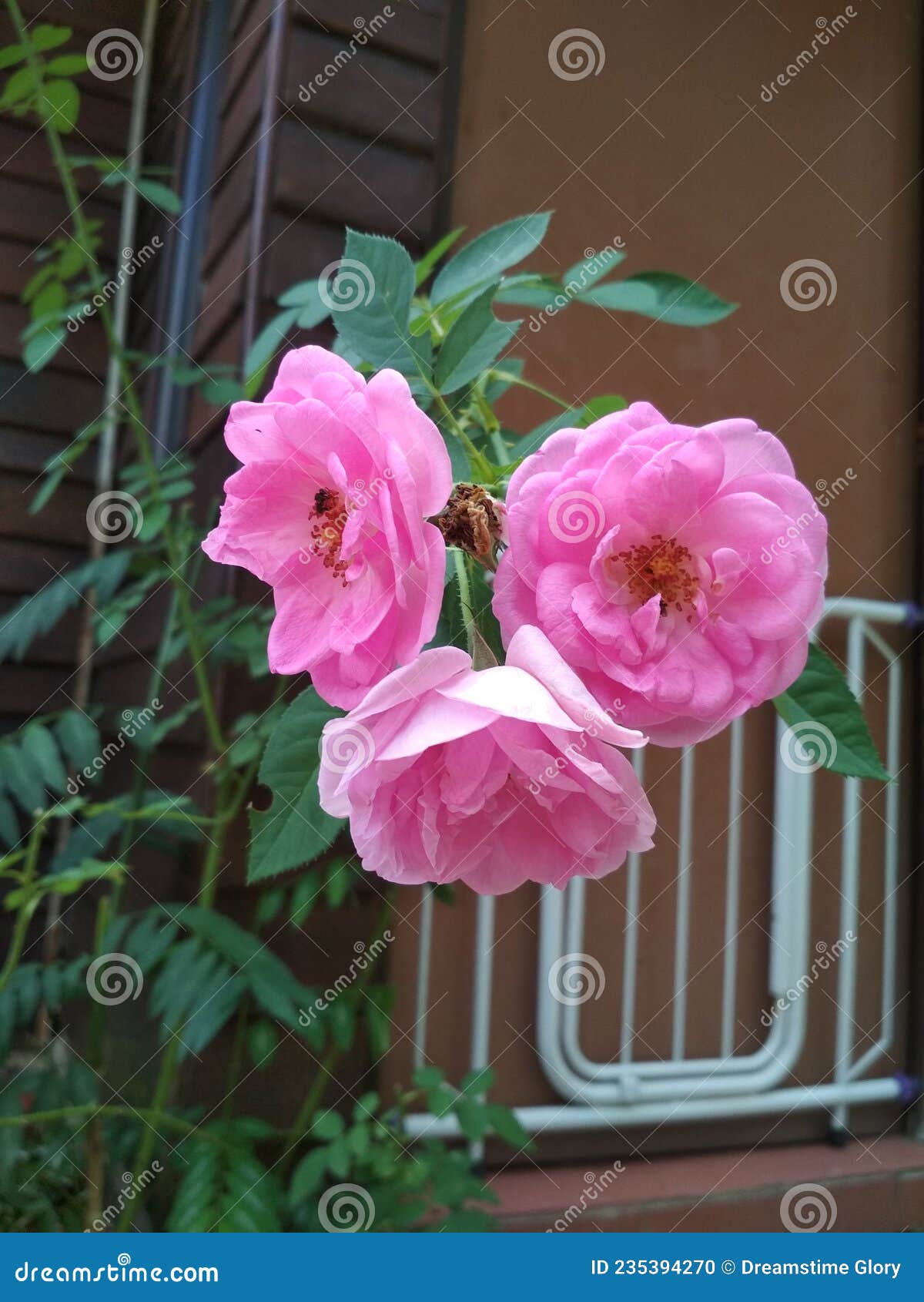 Pink Rose triple flowers stock photo. Image of shrub - 235394270