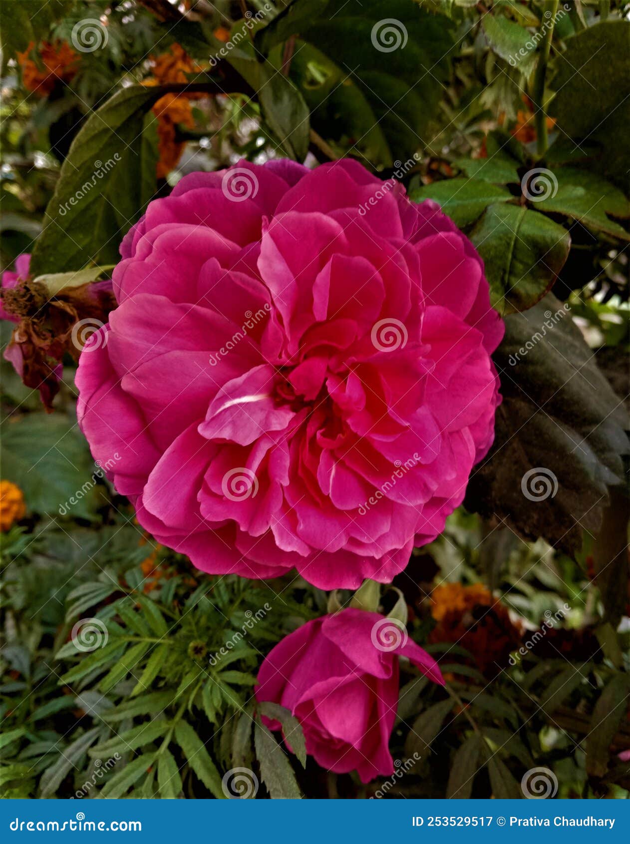Pink rose under dim light. stock image. Image of leaf - 253529517