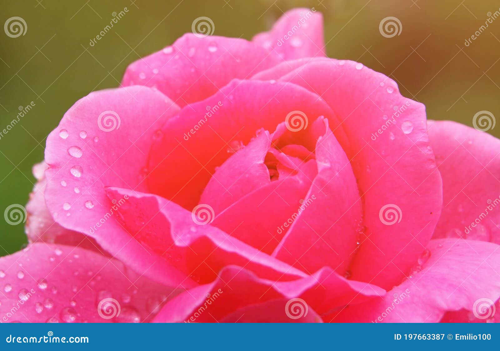 Pink rose under soft light stock image. Image of floral - 197663387