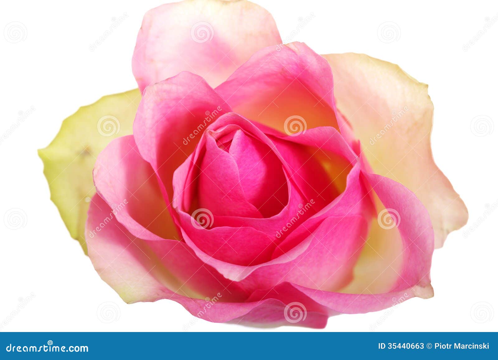 Pink rose, up front view. stock image. Image of delight - 35440663