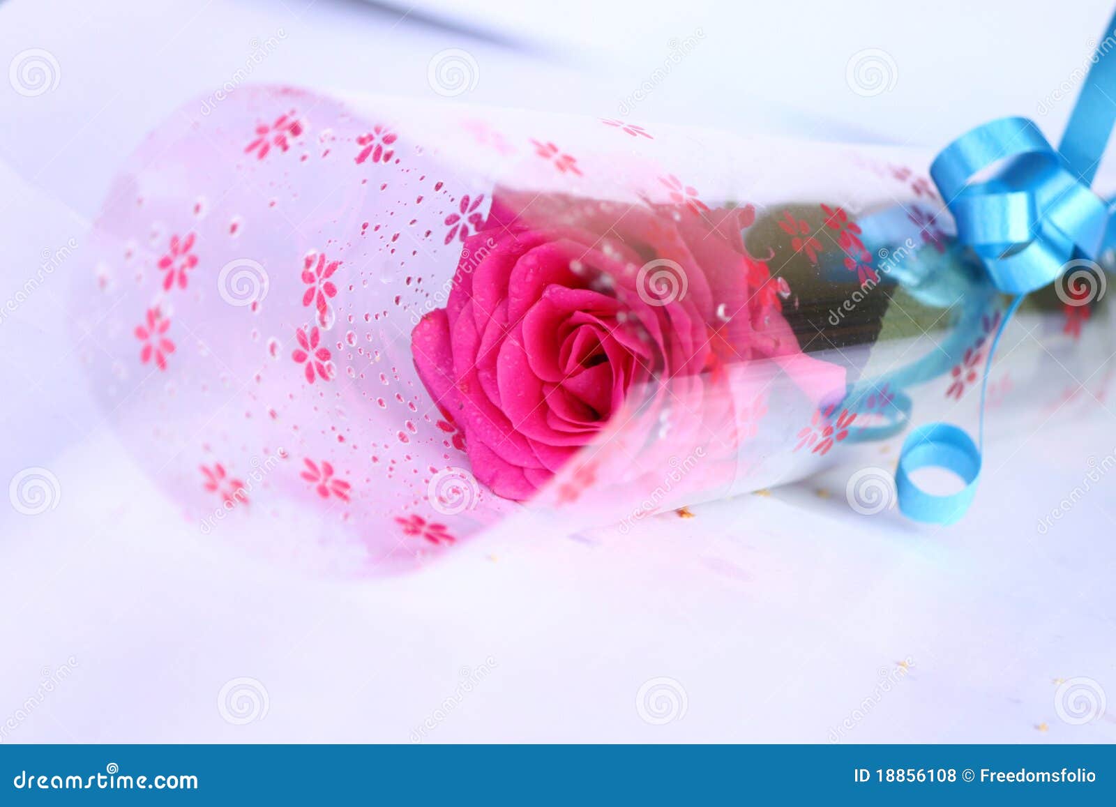Pink rose, valentine gift stock photo. Image of pink - 18856108