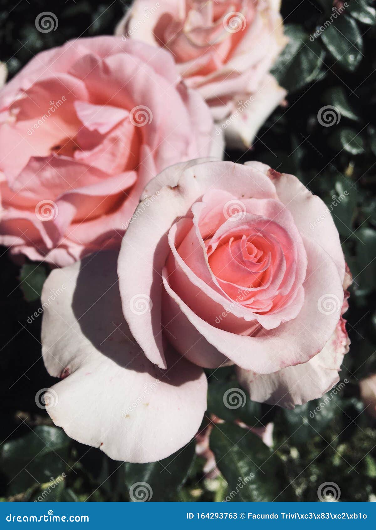 Pink rose stock image. Image of pink, vertical, beautiful - 164293763