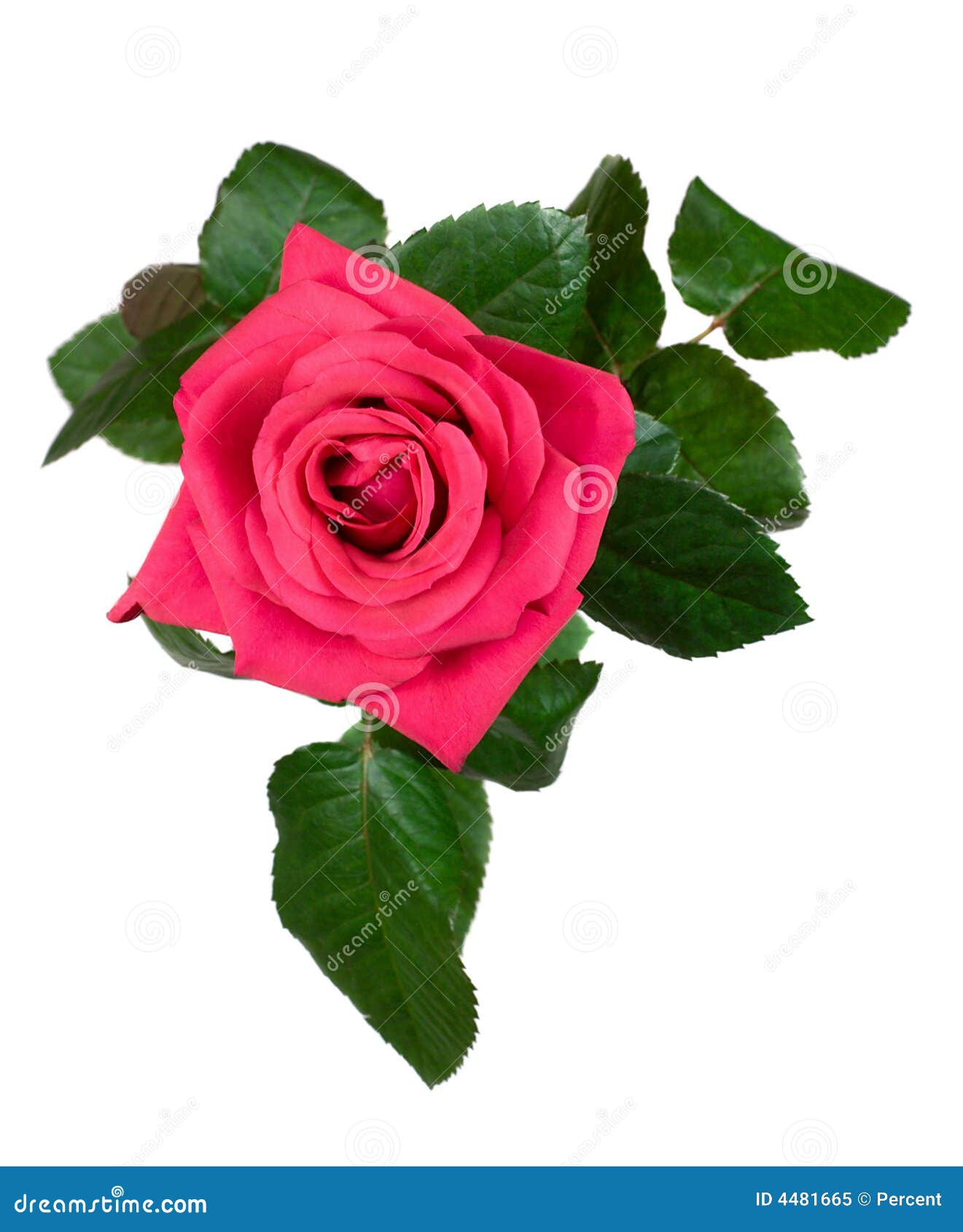 Pink rose view from above stock image. Image of flowers - 4481665