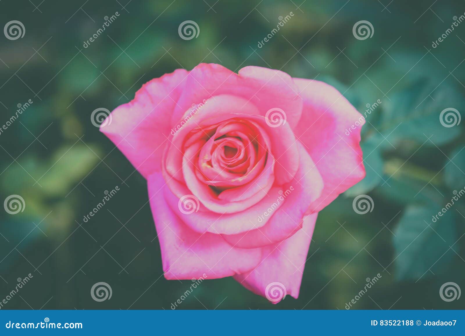 Pink rose stock photo. Image of pink, fresh, beauty, vintage - 83522188