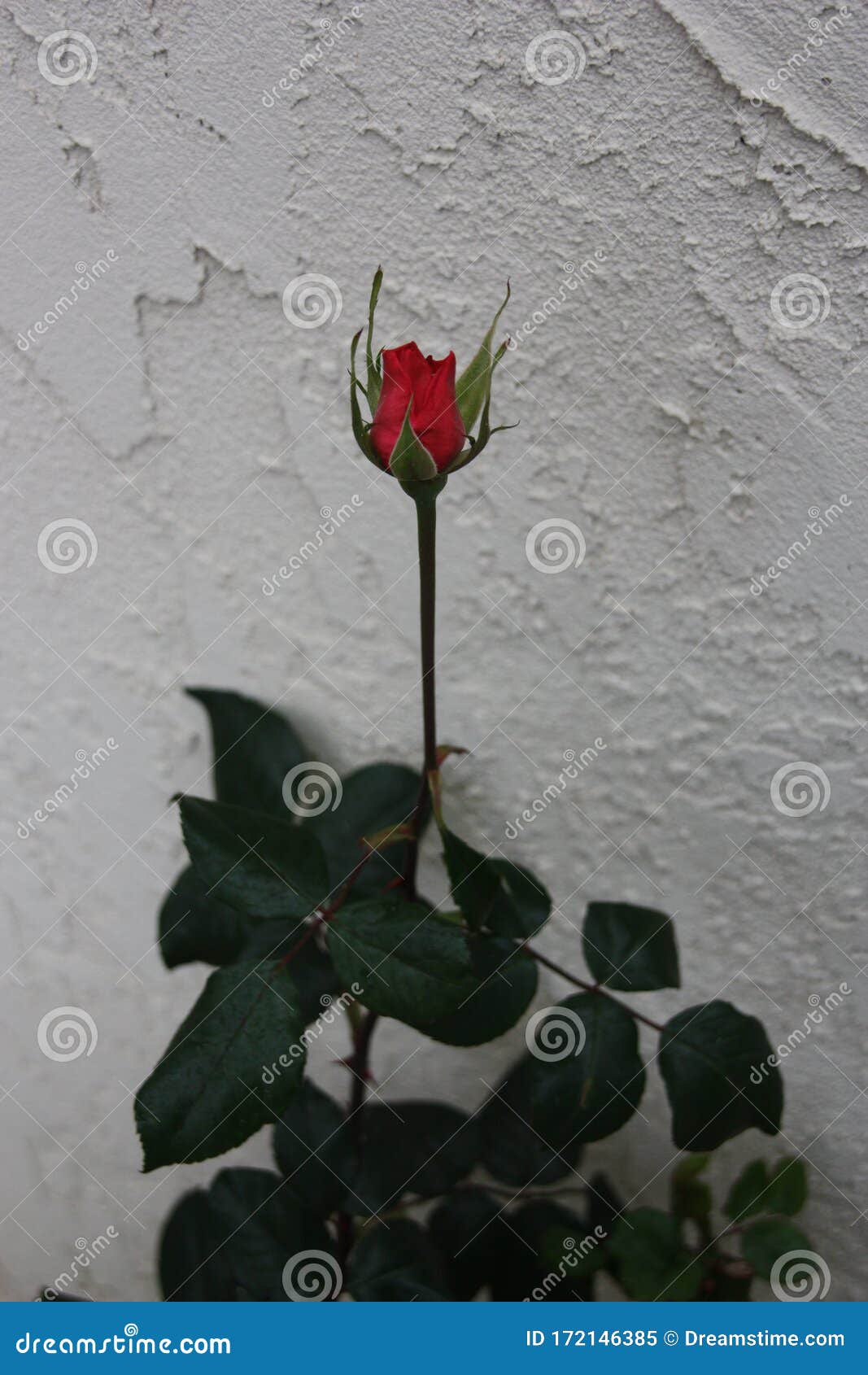 Pink Rose Waiting To Bloom for You Stock Image - Image of bloom, nature ...