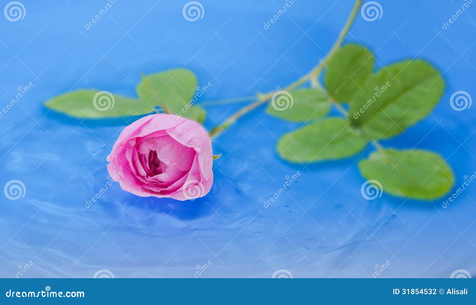 Pink rose in water stock photo. Image of elegant, bright - 31854532