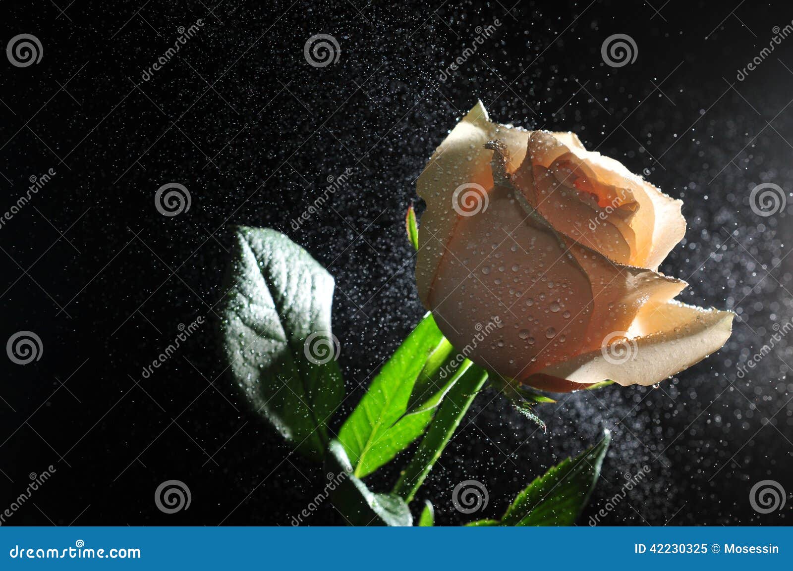 Pink Rose stock image. Image of dark, mirror, pink, dripping - 42230325