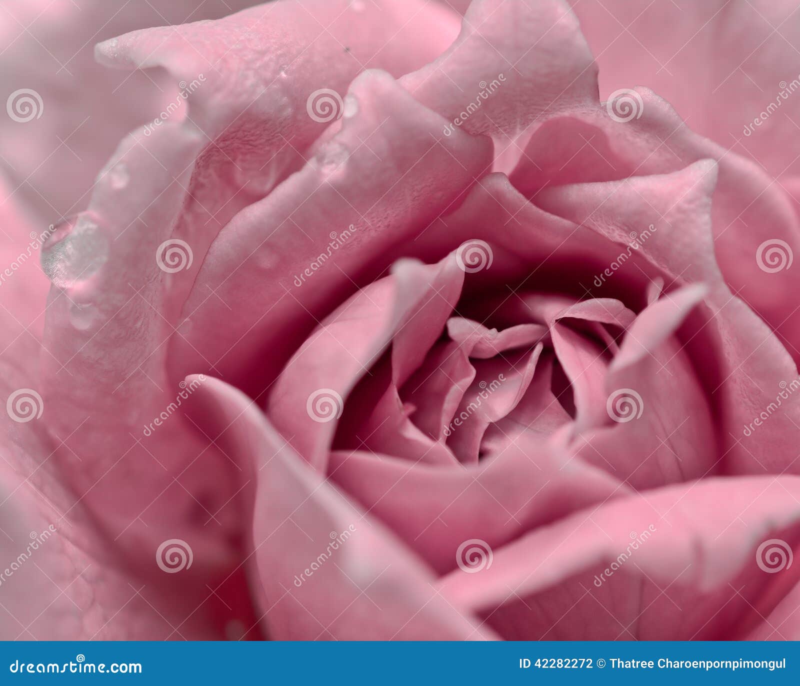 Pink Rose and Water Drop Vintage Filter Stock Photo - Image of petal ...